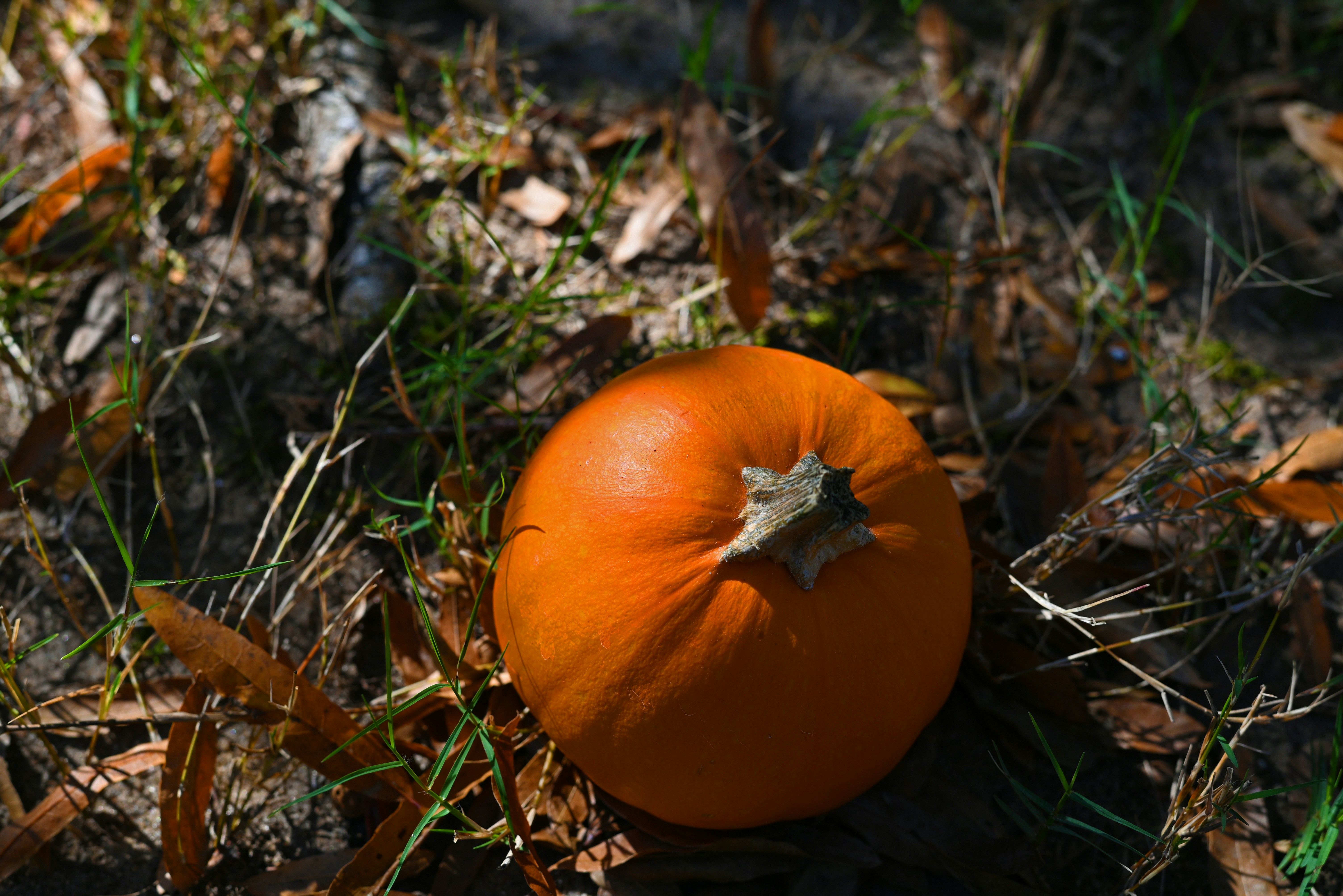 Photo by KP Bandyopadhyay with Nikon Z5