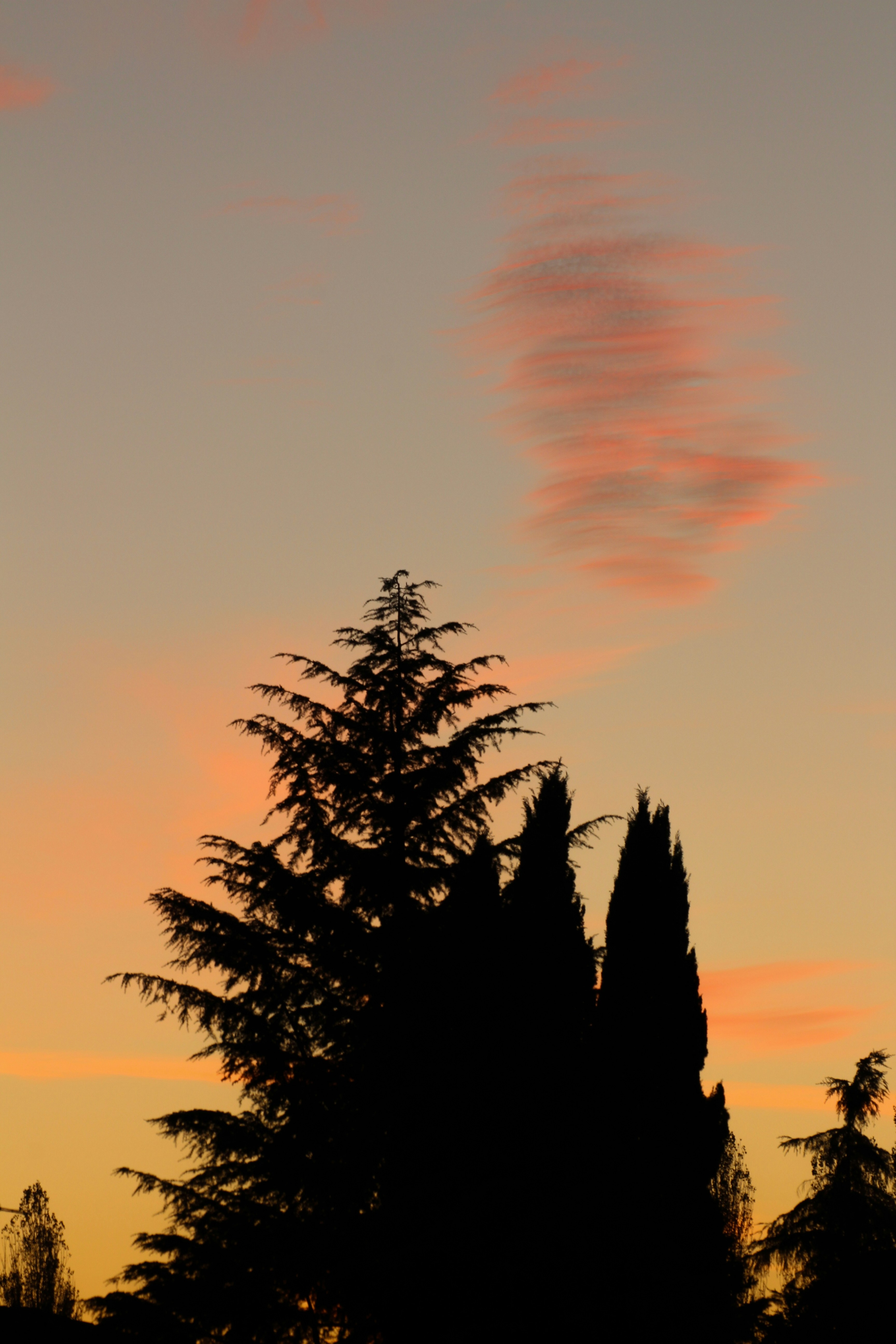 silhouette of trees during sunset