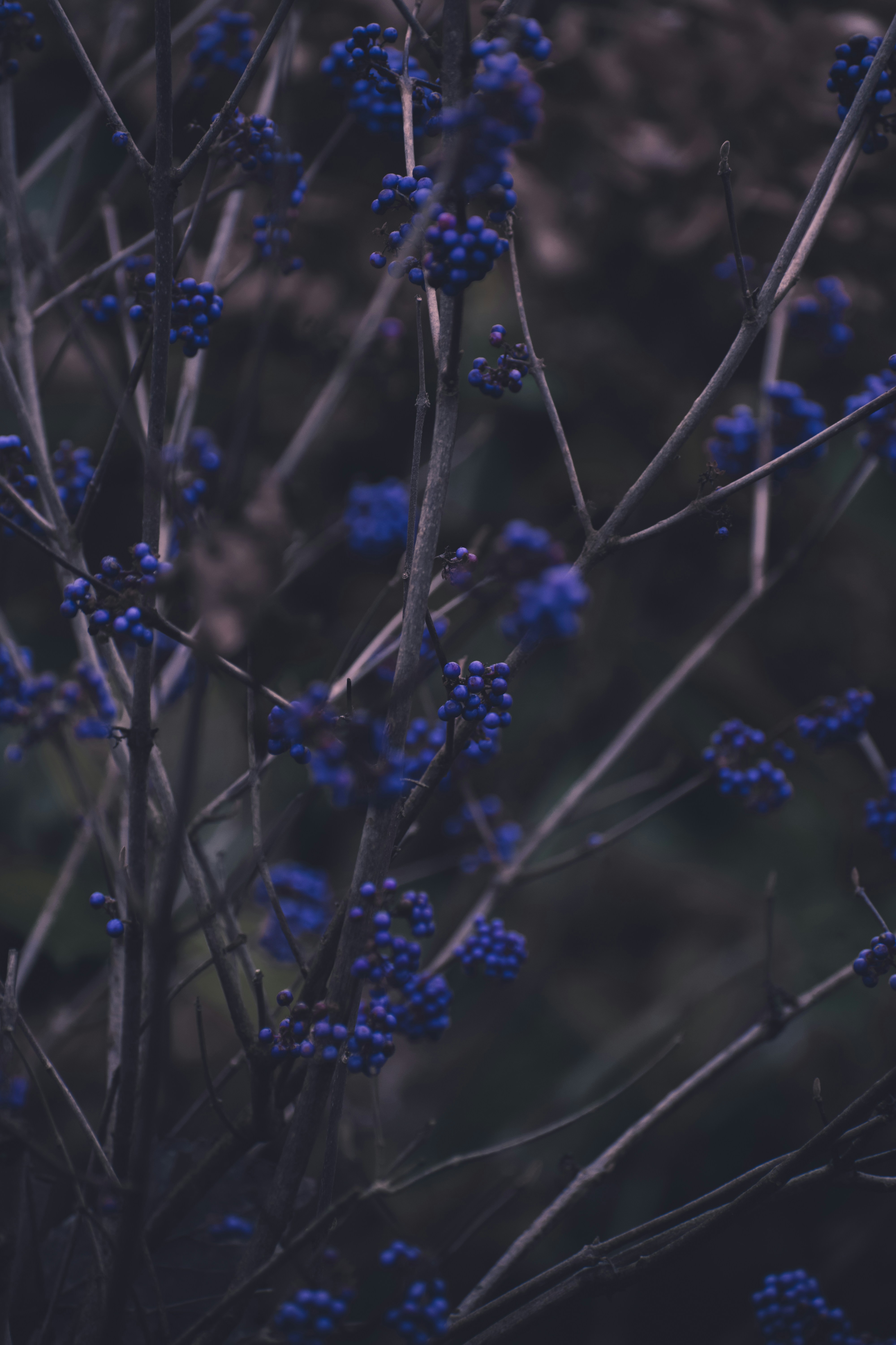 Delicate branches adorned with clusters of vibrant blue berries against a softly blurred background, evoking a serene twilight ambiance.