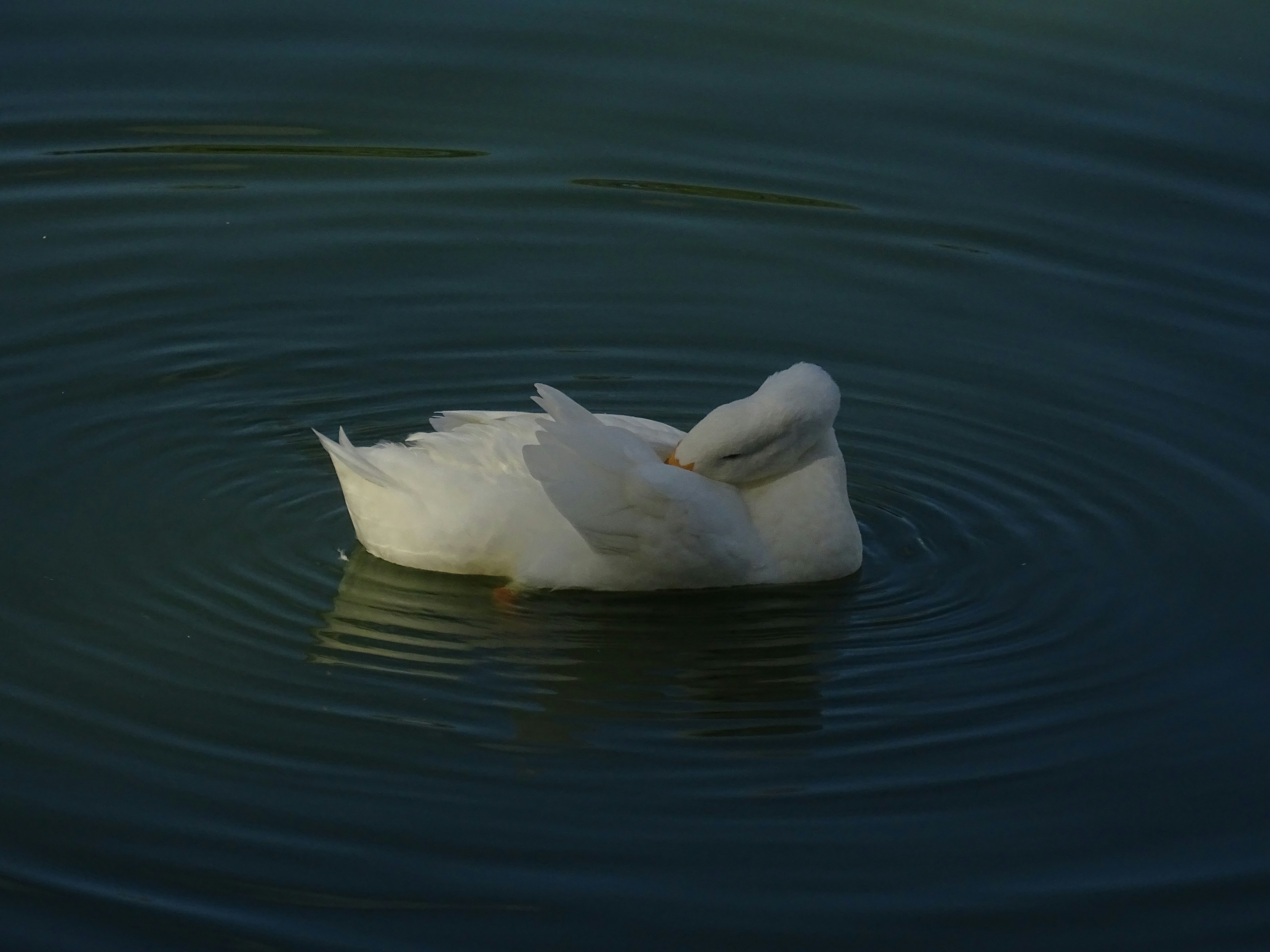 A white duck resting peacefully on calm water, creating gentle ripples around it.