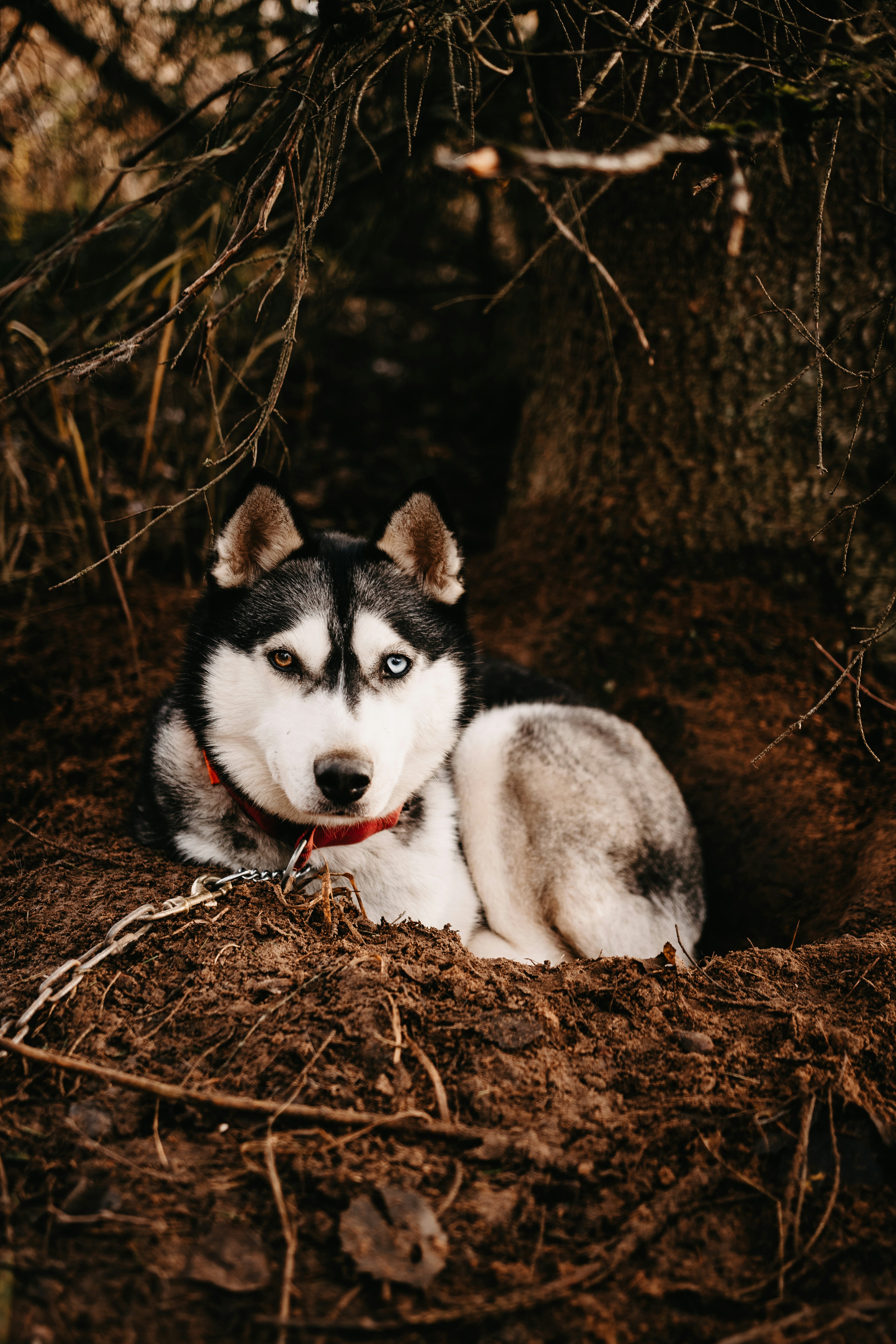 Husky.exe | 57 best free husky, dog, animal and pet photos on Unsplash