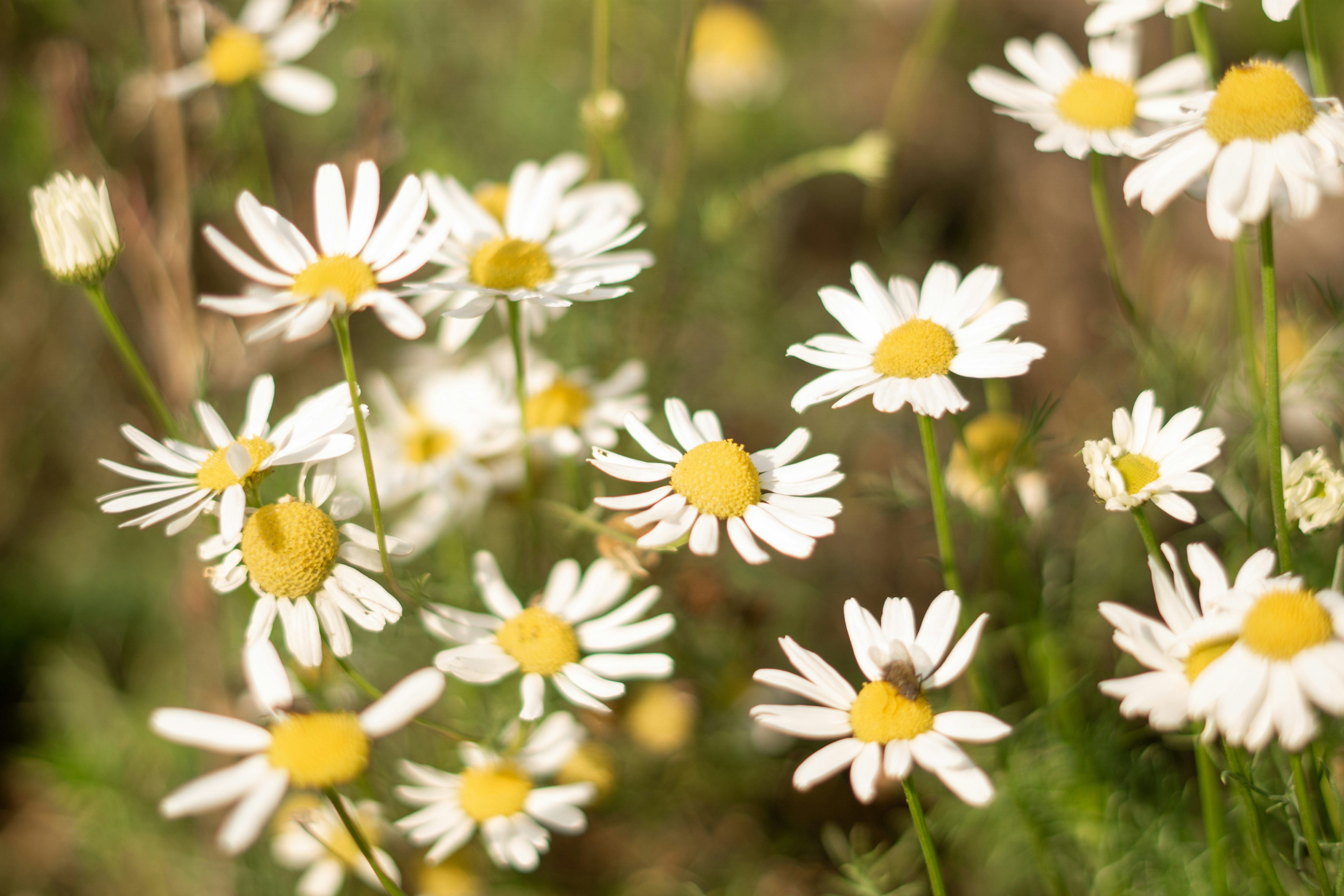 Delicate daisies bloom in a vibrant meadow, showcasing their cheerful yellow centers and white petals. The scene captures the essence of spring's renewal.