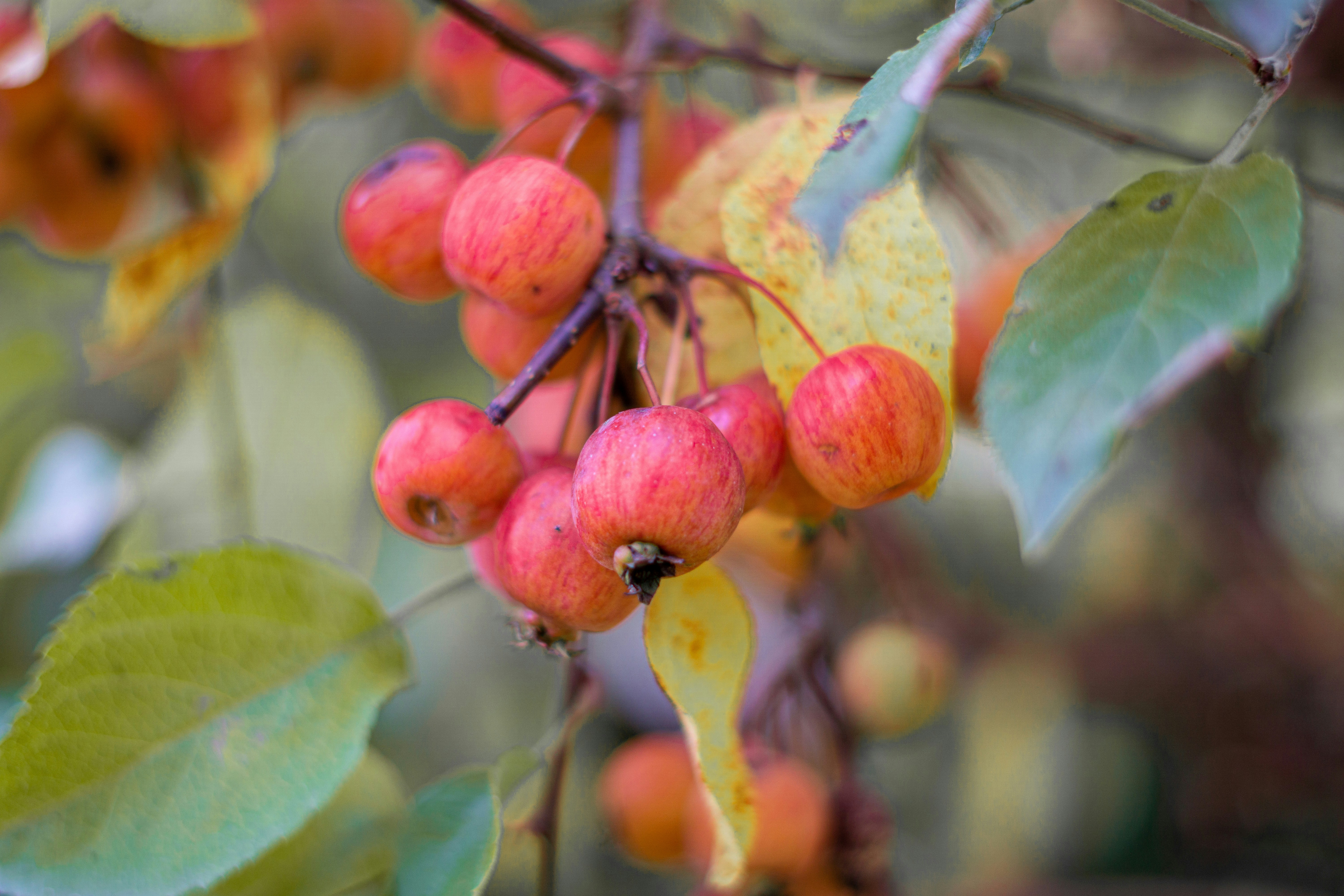 Fruits ronds rouges dans une lentille à bascule photo – Photo Allemagne ...