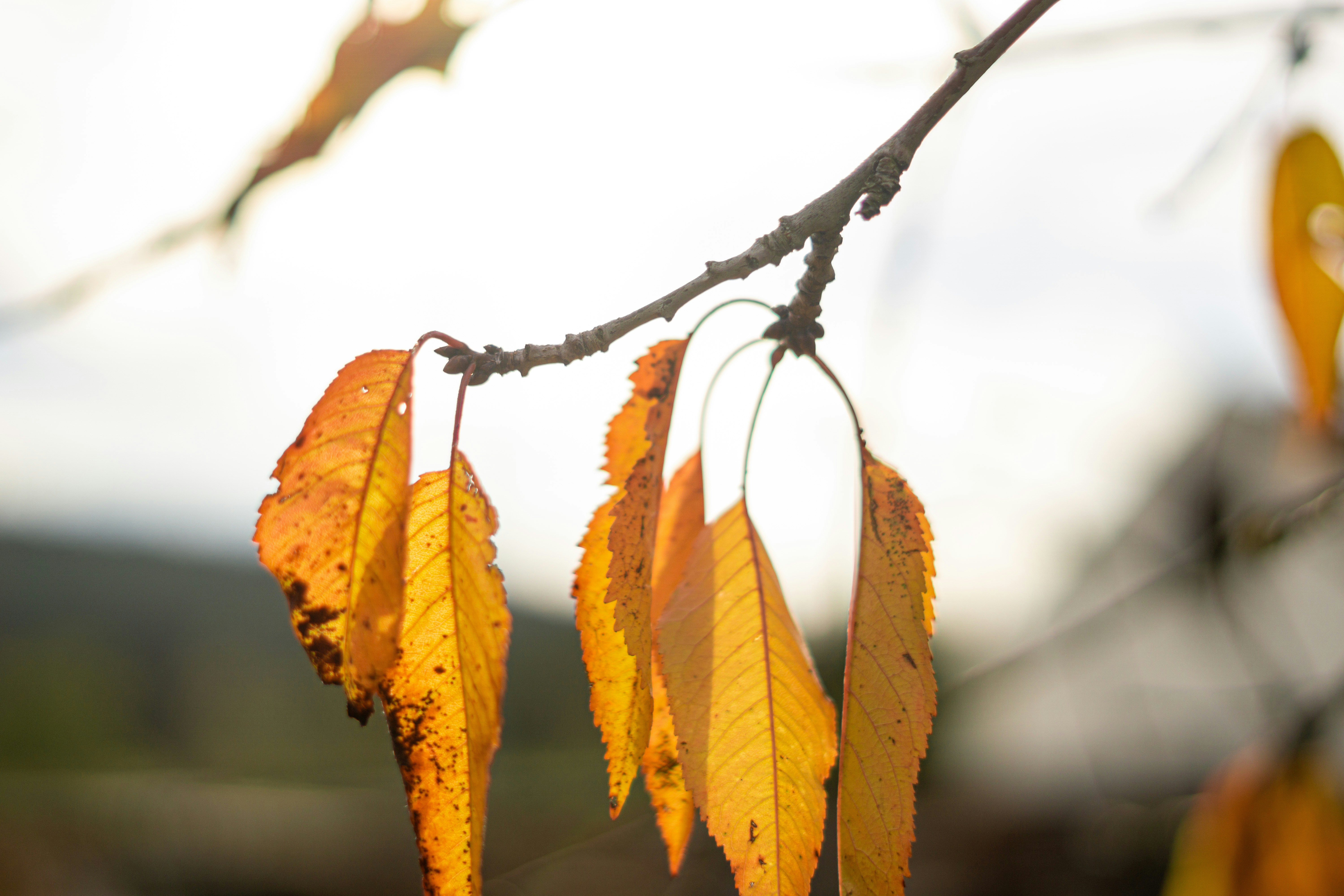 Vibrant yellow and orange leaves clinging to a branch, softly illuminated by the sun's rays in a serene outdoor setting.