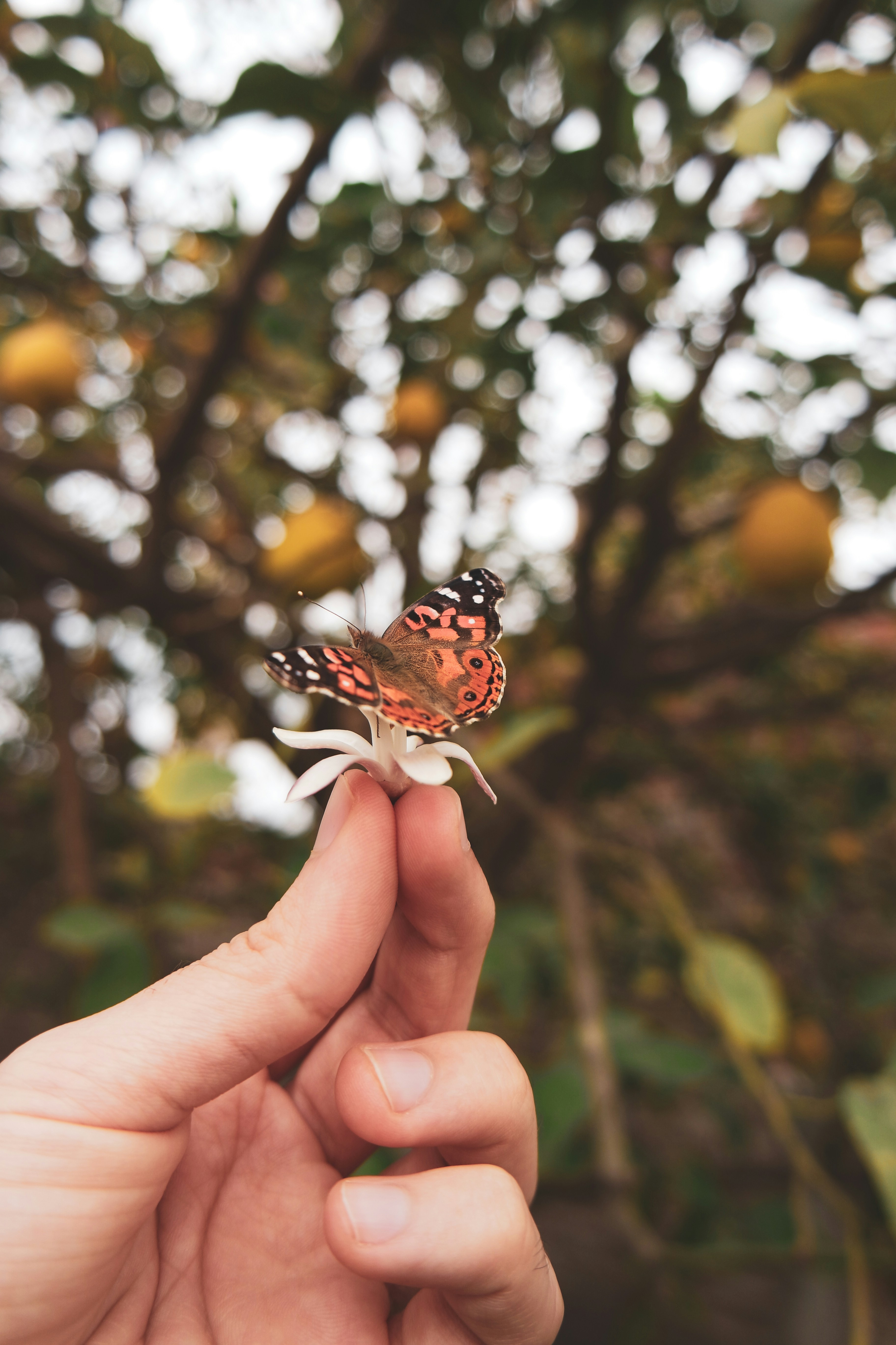 brown and black butterfly on persons finger