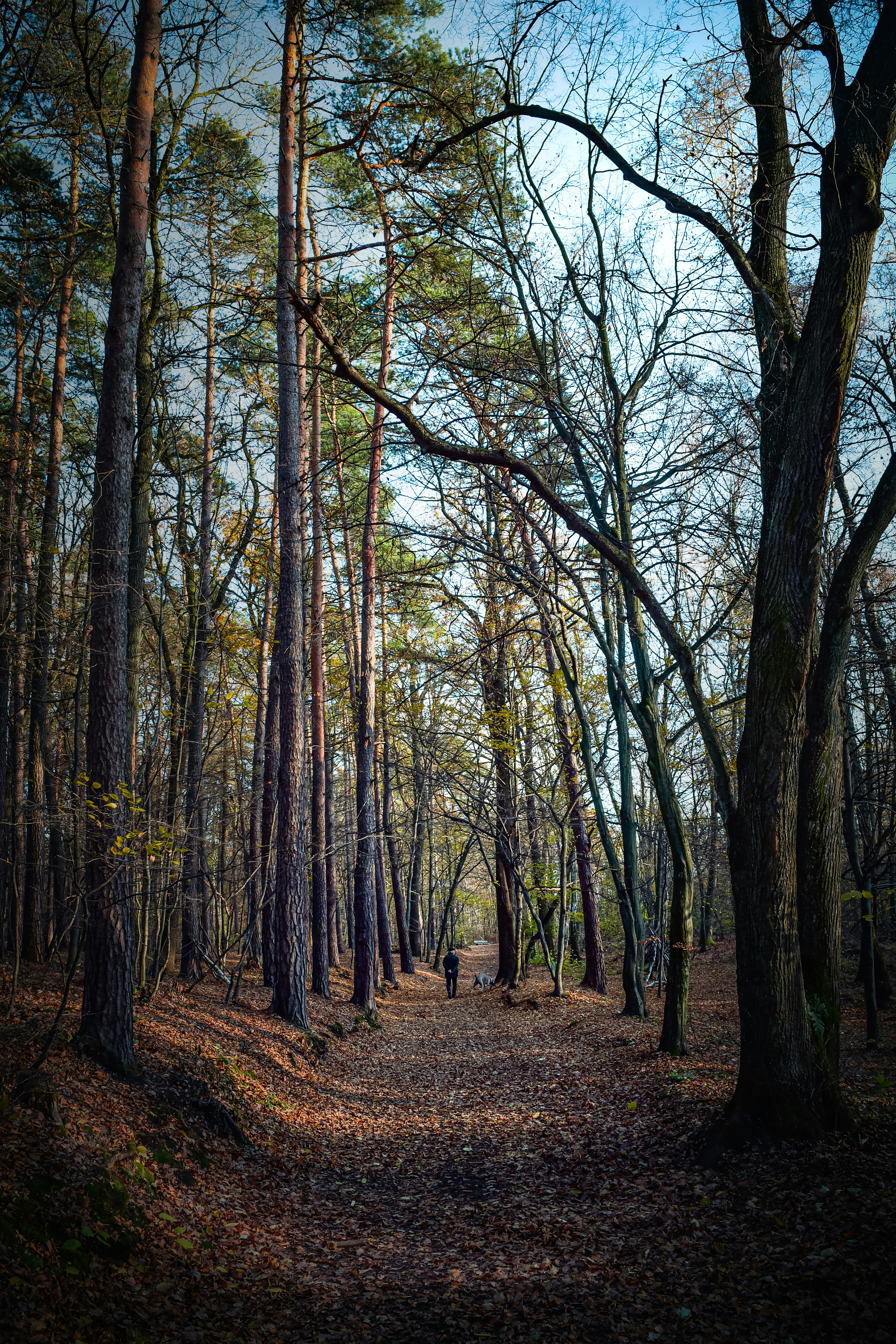 Arbres bruns sur sol brun photo – Photo Forêt Gratuite sur Unsplash