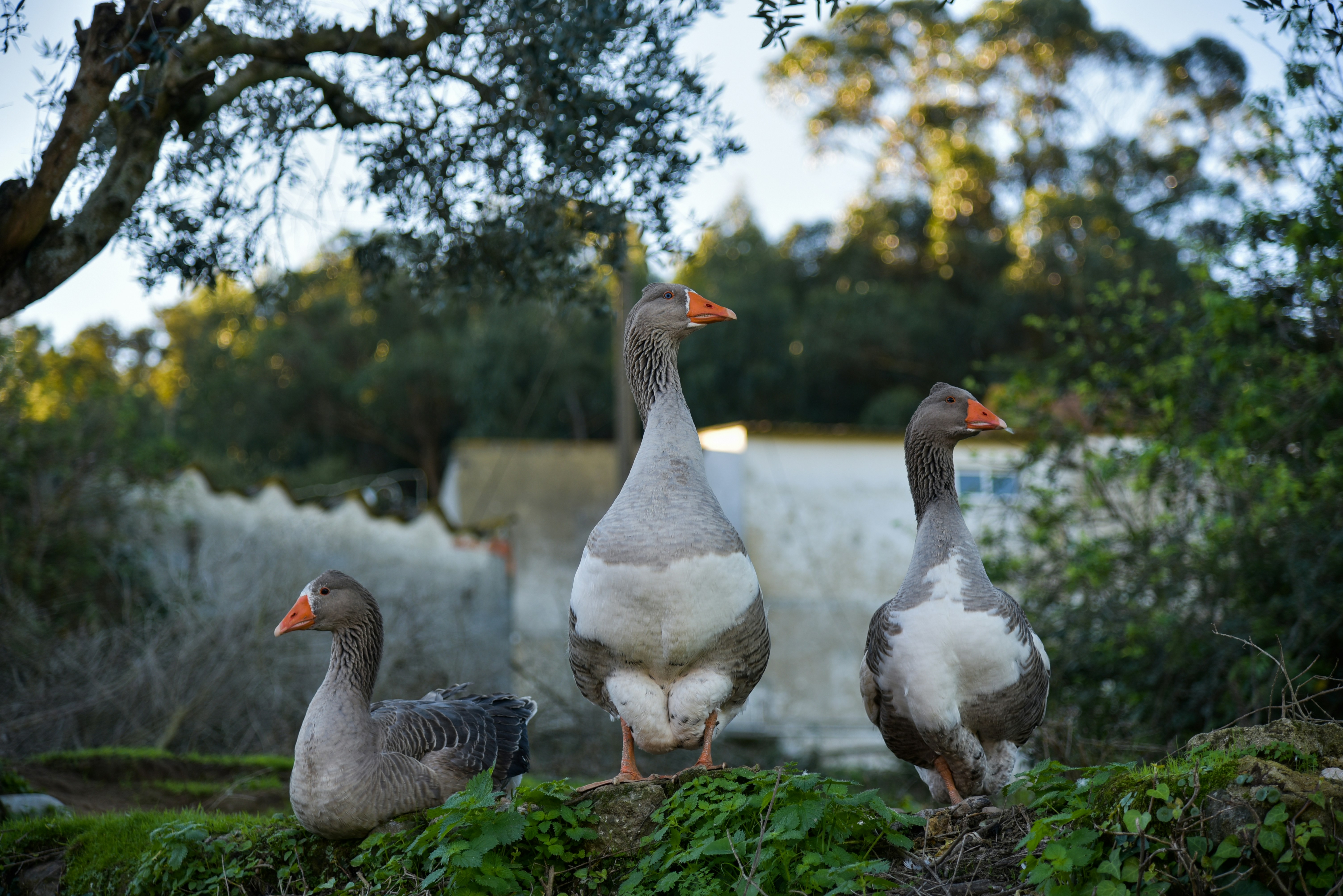 Three geese standing on a lush green bank with a serene pond and trees in the background.