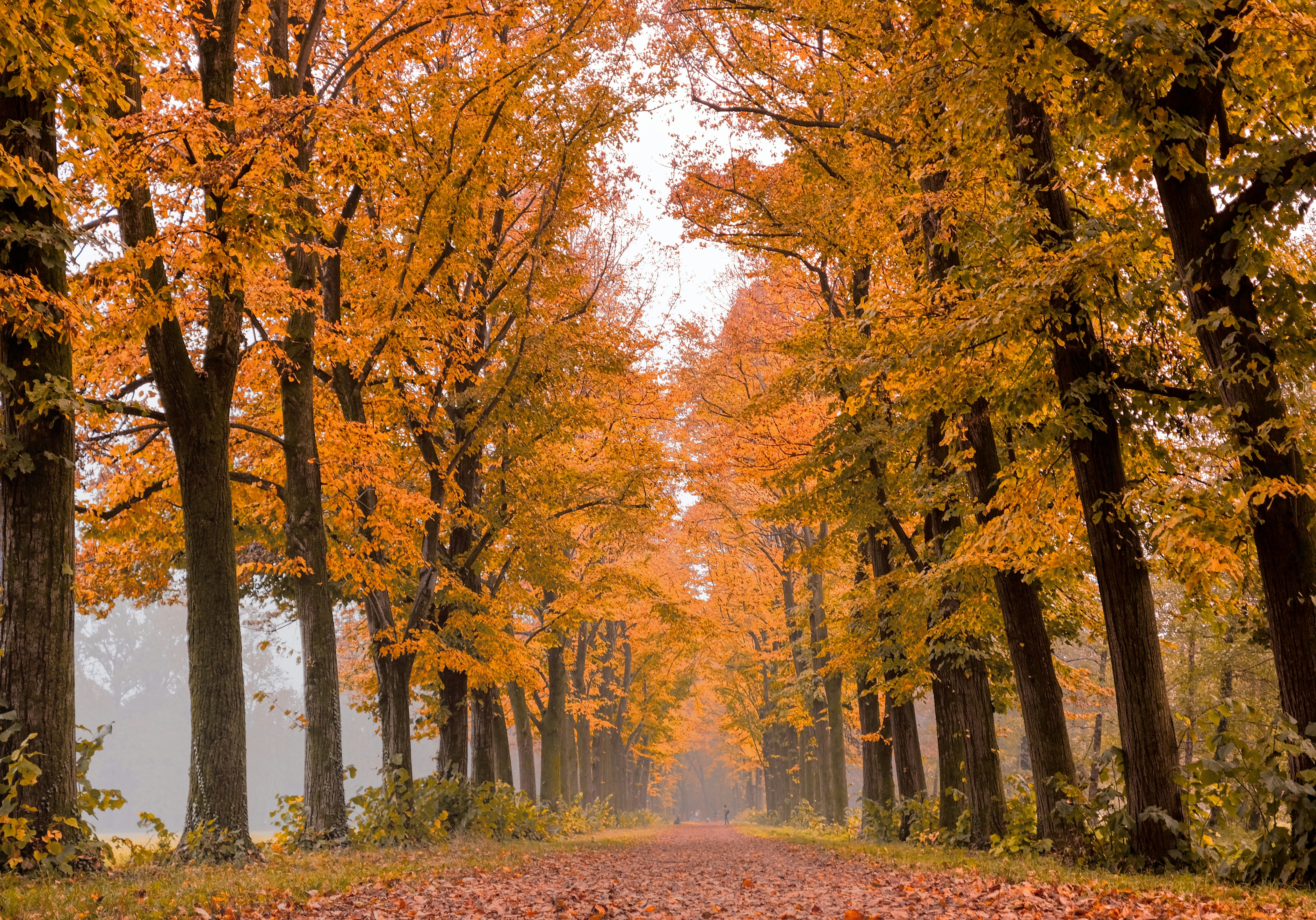 Tree-lined pathway covered in fallen leaves with vibrant autumn foliage overhead.