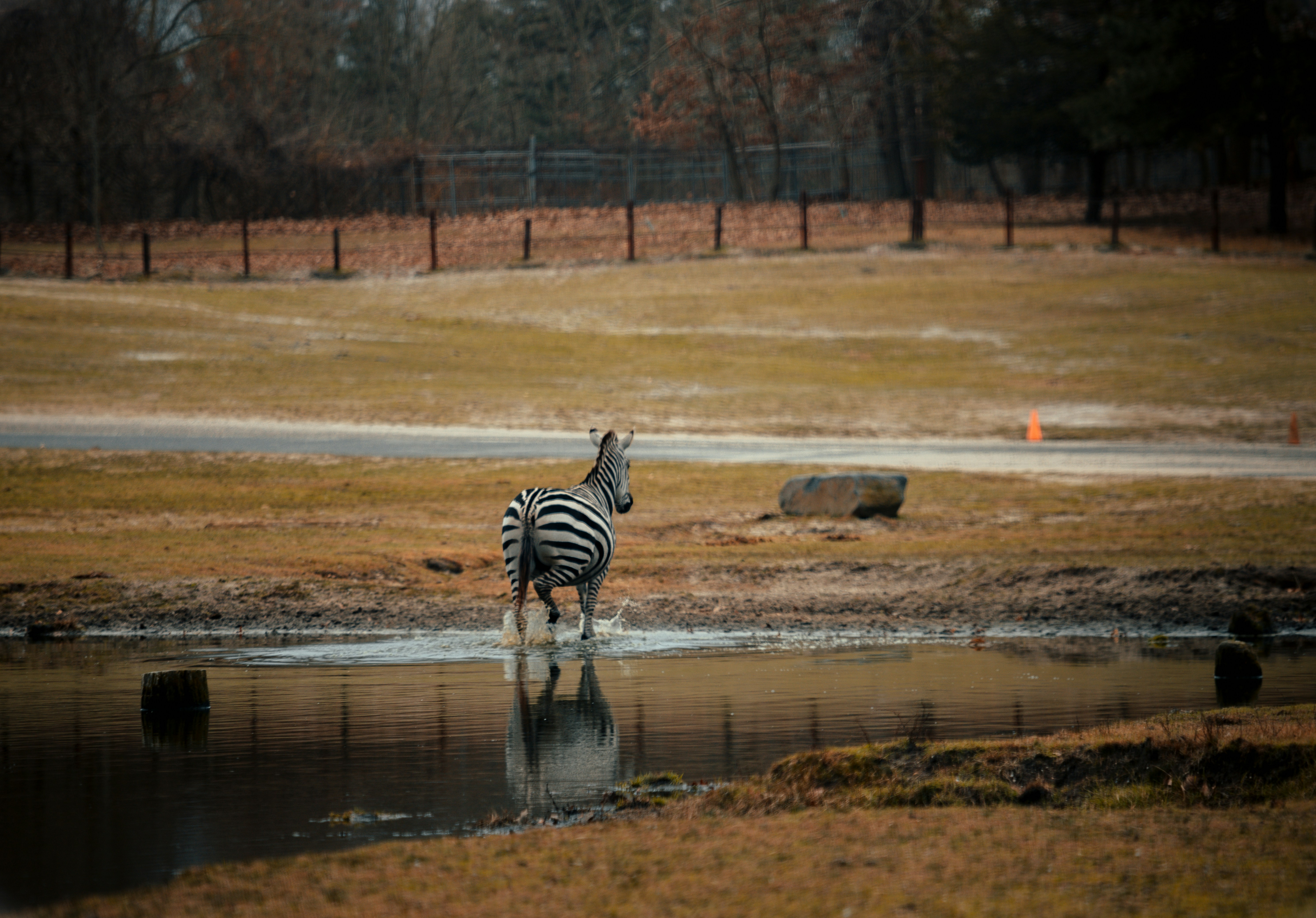 Stripe and Stillness at the Waterline