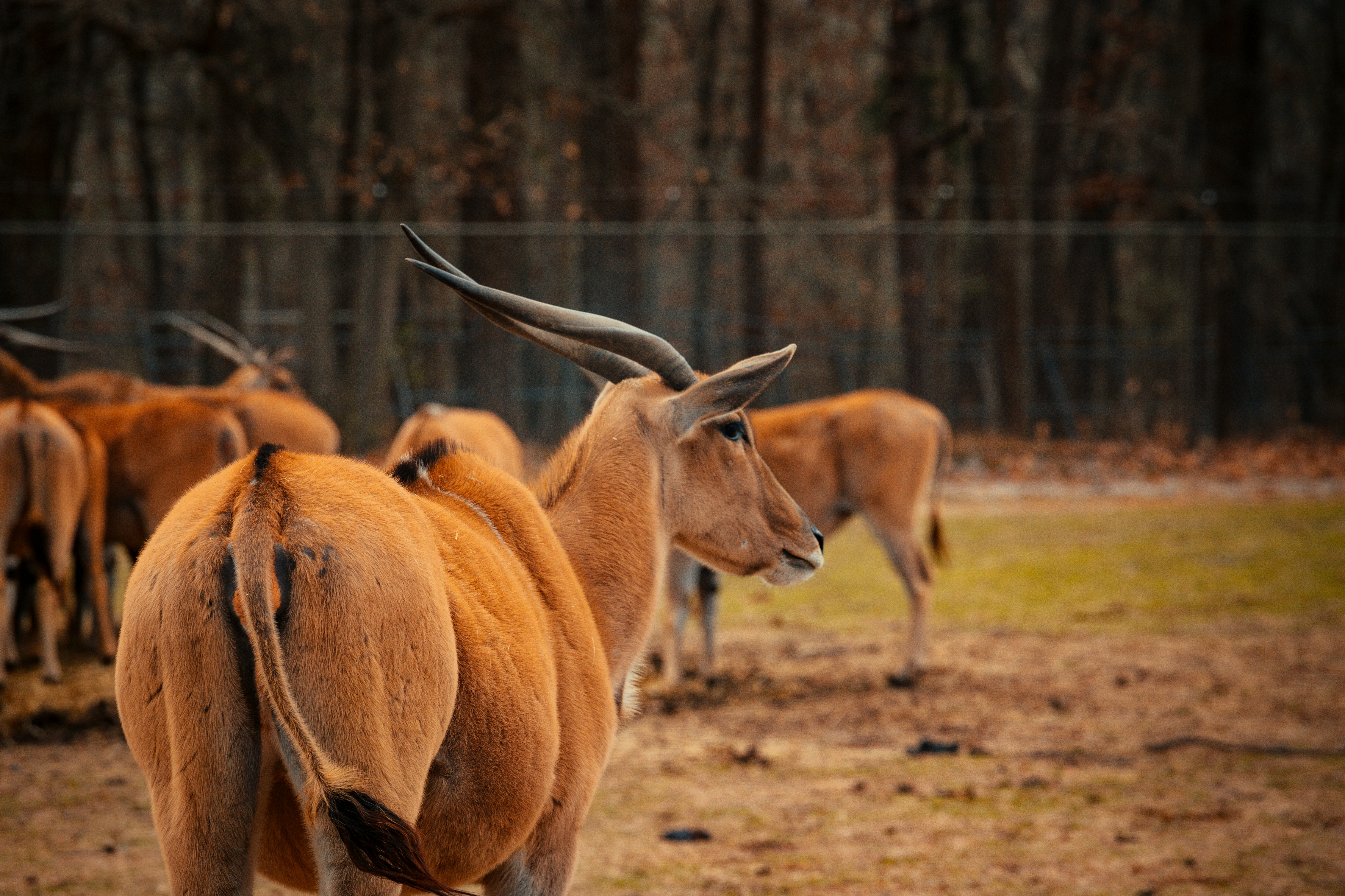 Amber Horns at the Fence: Eland Herd in Quiet Golden Hour