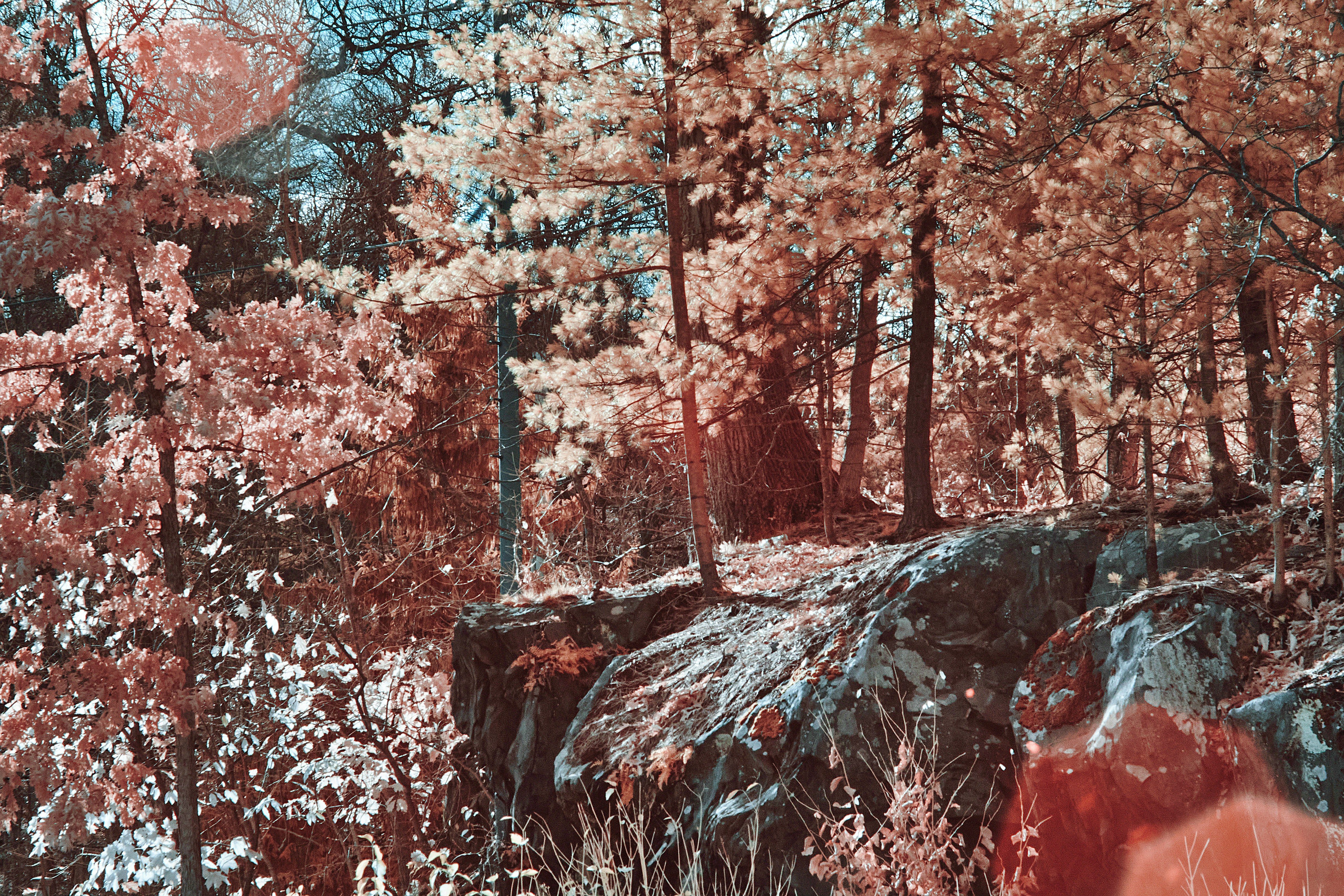 Brown and red trees with a rocky foreground under daylight.