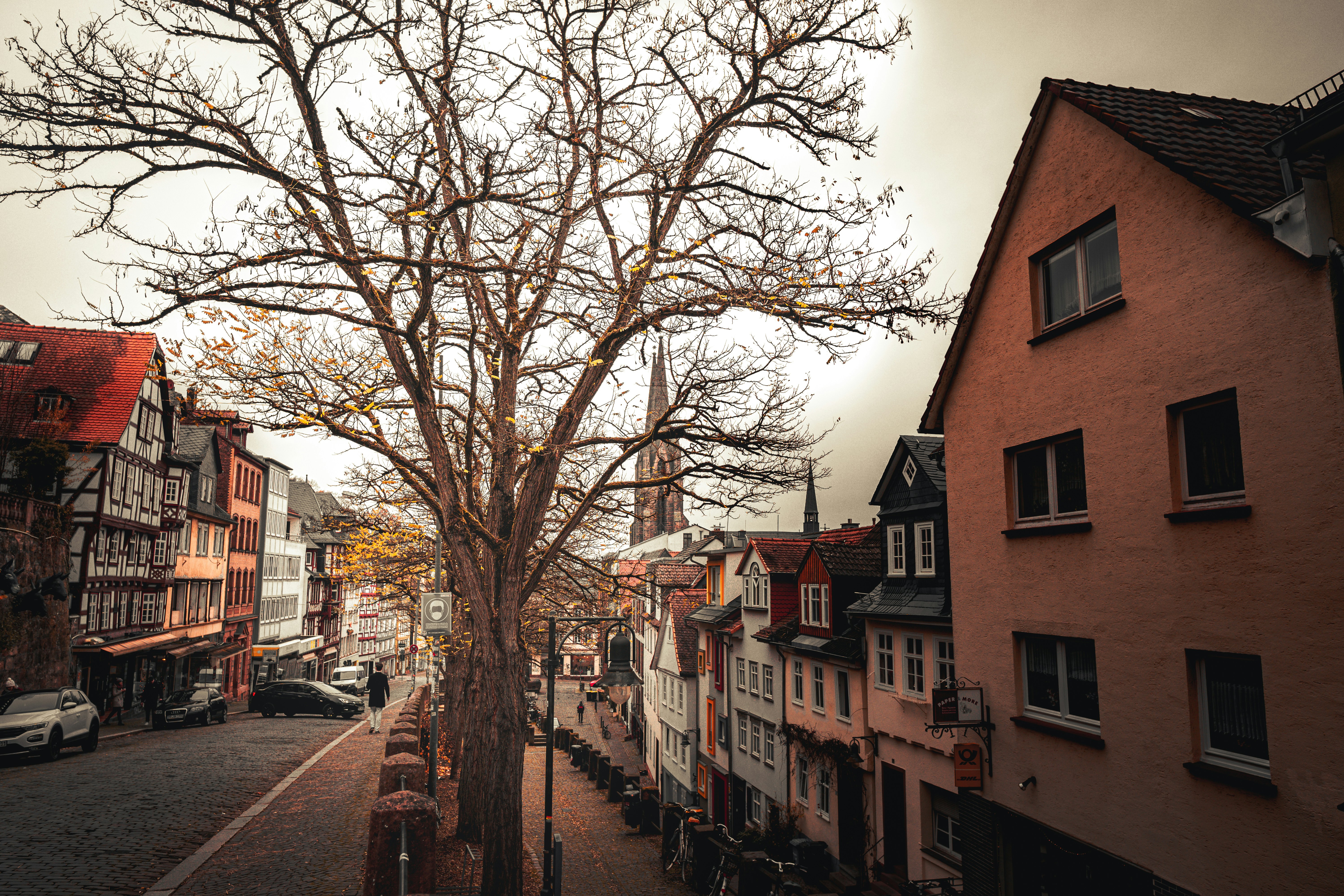 Leafless tree stands amid quaint European houses under a warm, overcast sky.