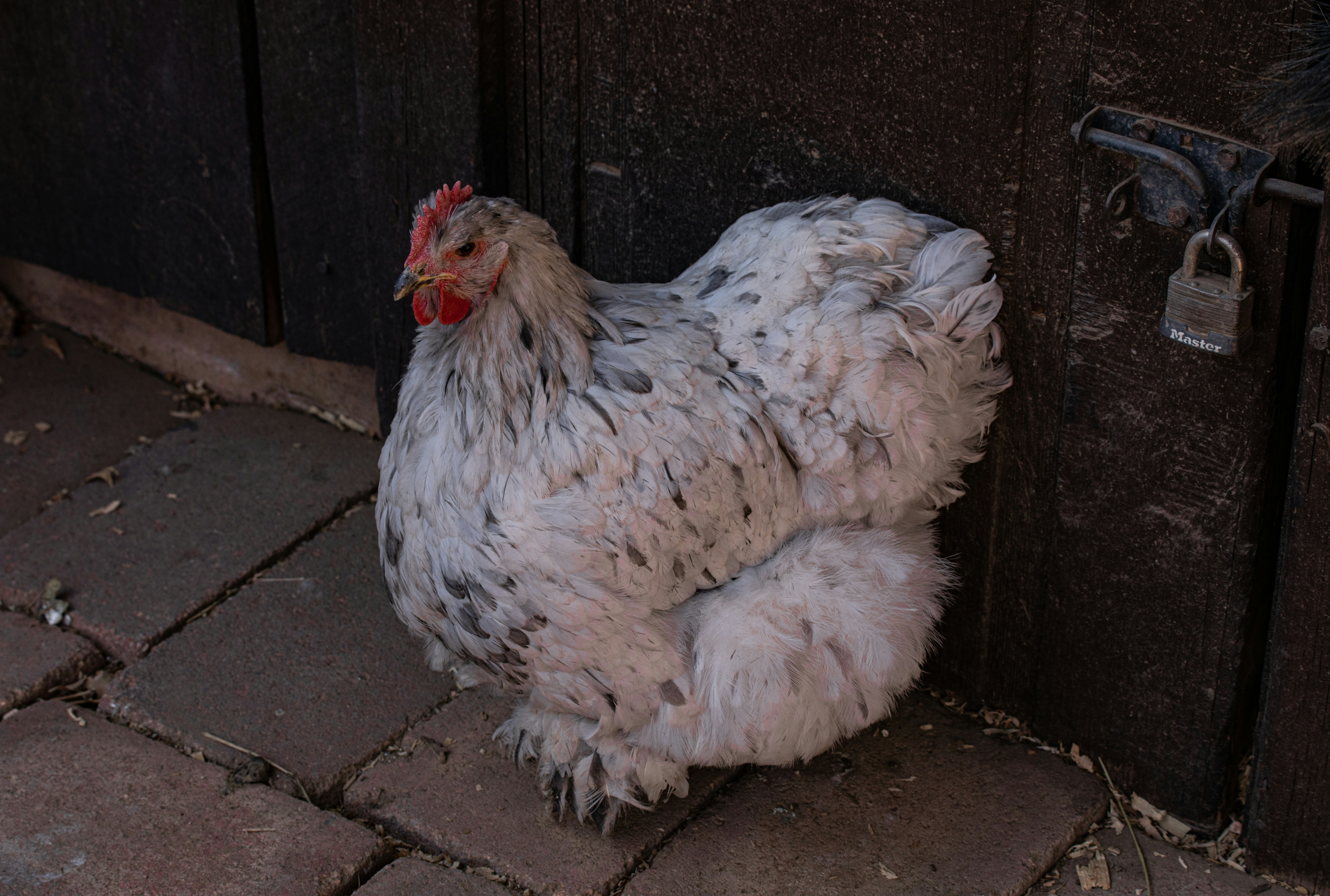 Hushed Coop Sentinel: A White Hen by a Weathered Door