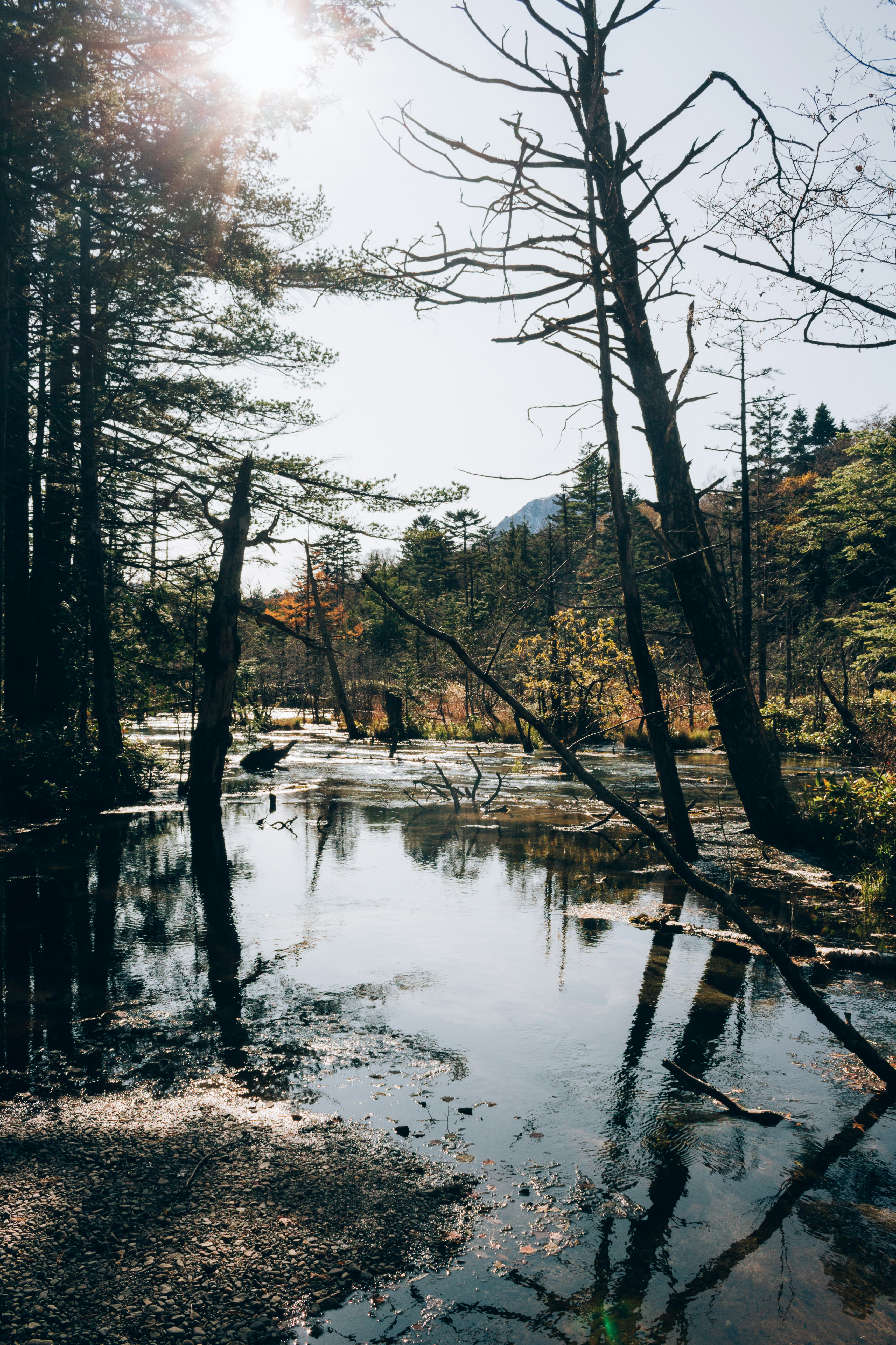 Sunlight filters through tall trees onto a tranquil forest pond, casting reflections of autumn foliage.