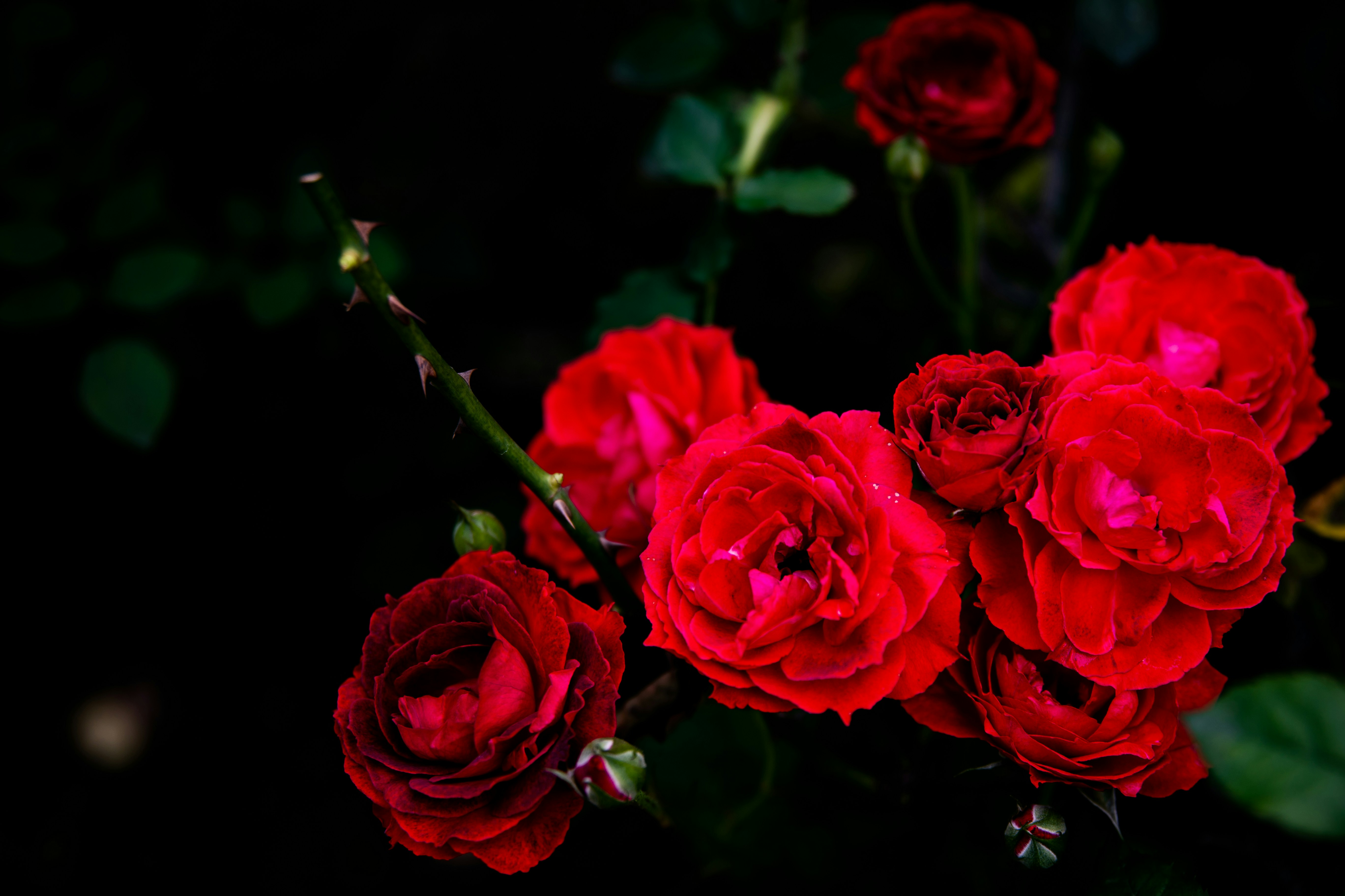 Roses rouges en gros plan photo – Photo Rouge Gratuite sur Unsplash