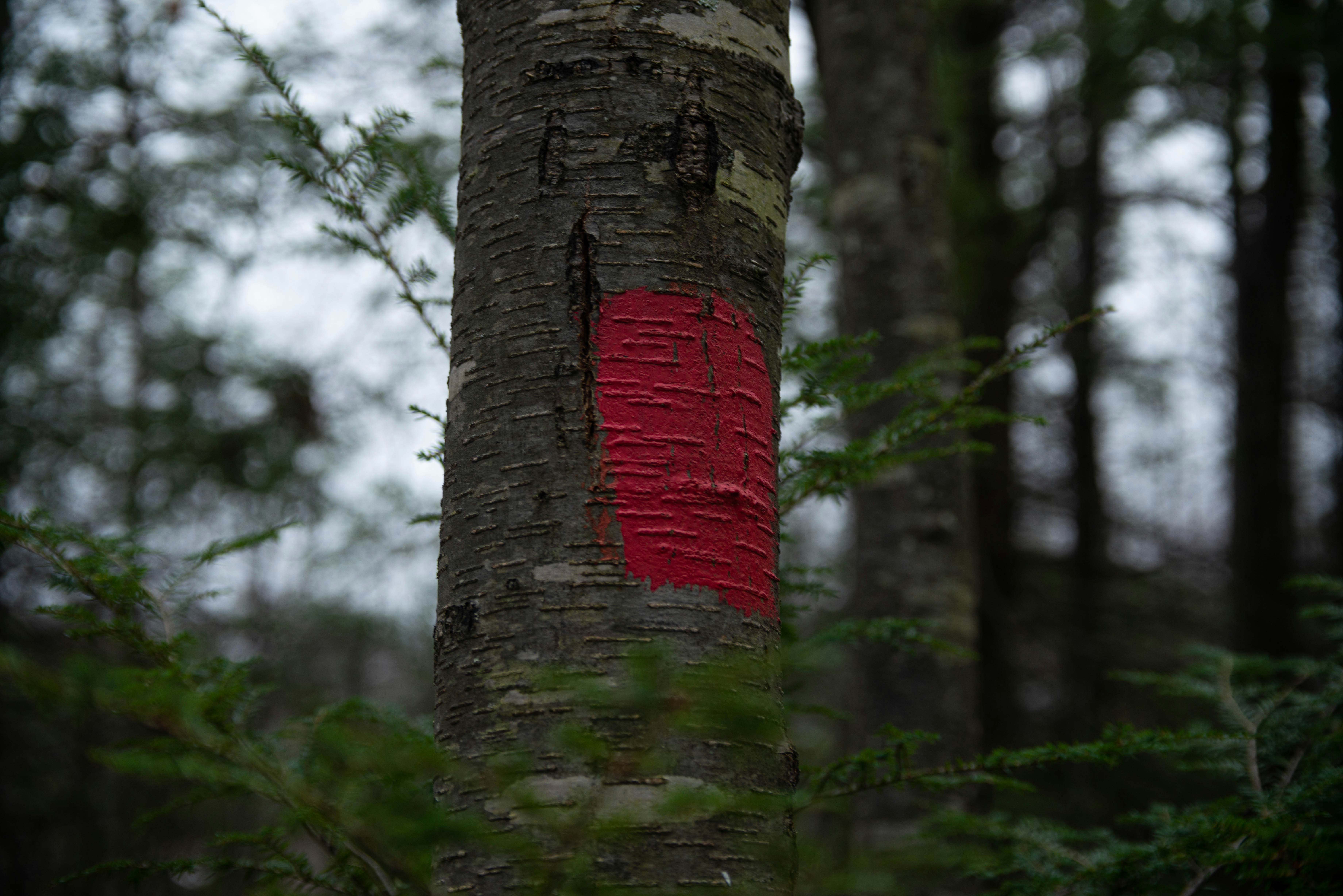 A vibrant red blaze on a tree trunk amidst a dense forest, indicating a hiking trail or boundary. The surrounding foliage adds depth to the scene.