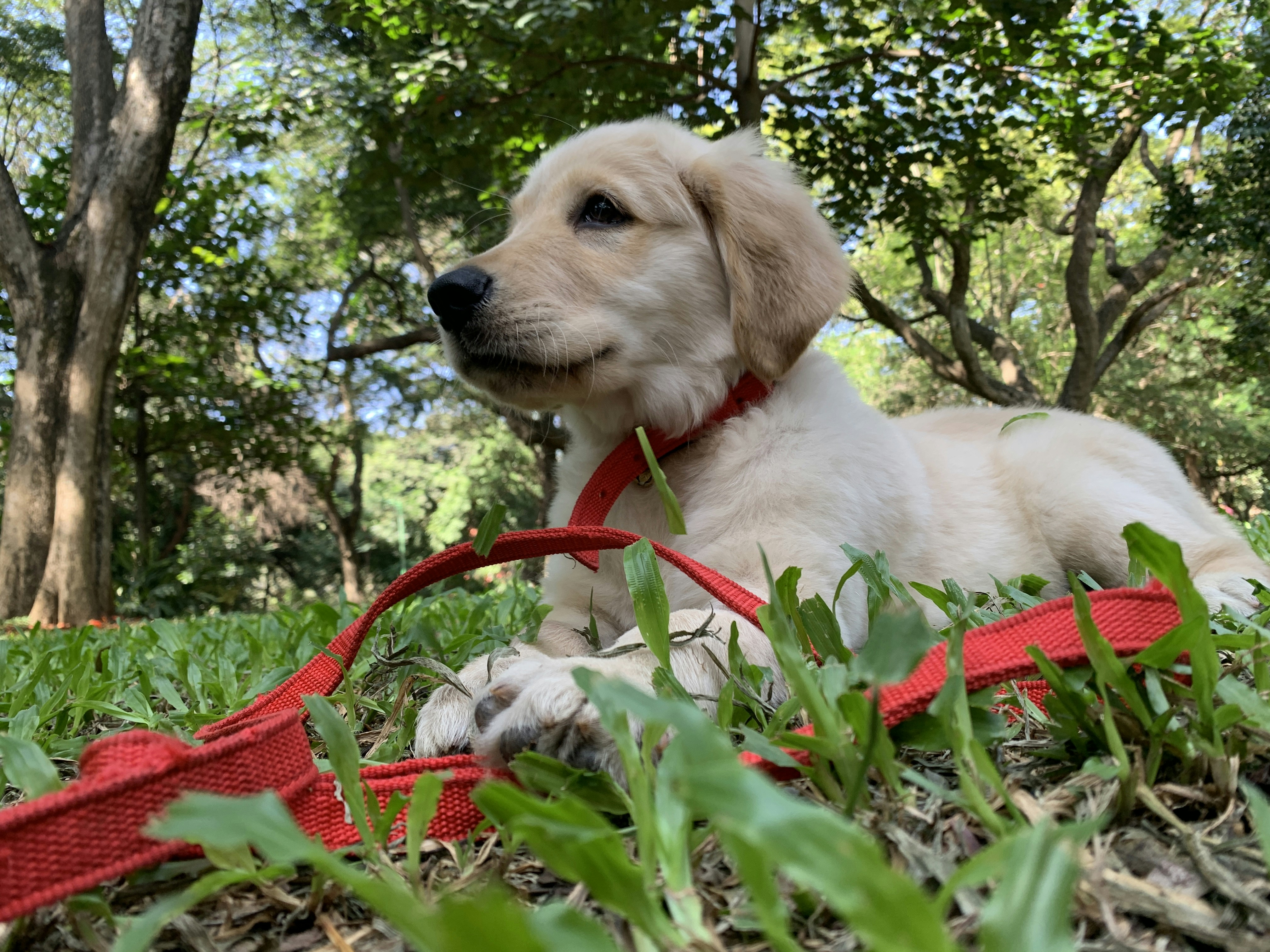 Puppy in a Sunlit Park: Reds, Grasses, and Gentle Curiosity