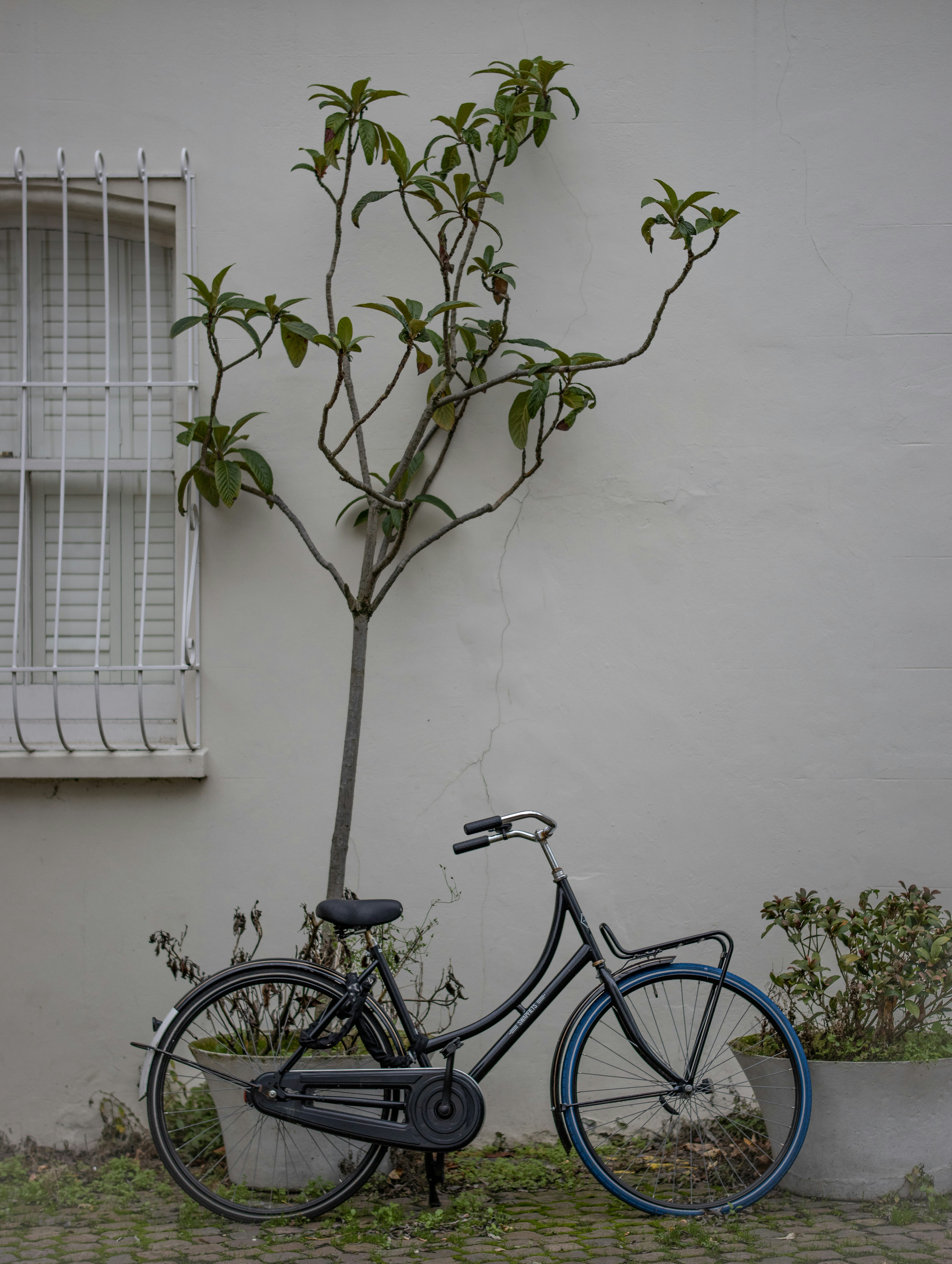 Simple street photo of a bike leaning against a tree on a cobblestone street.