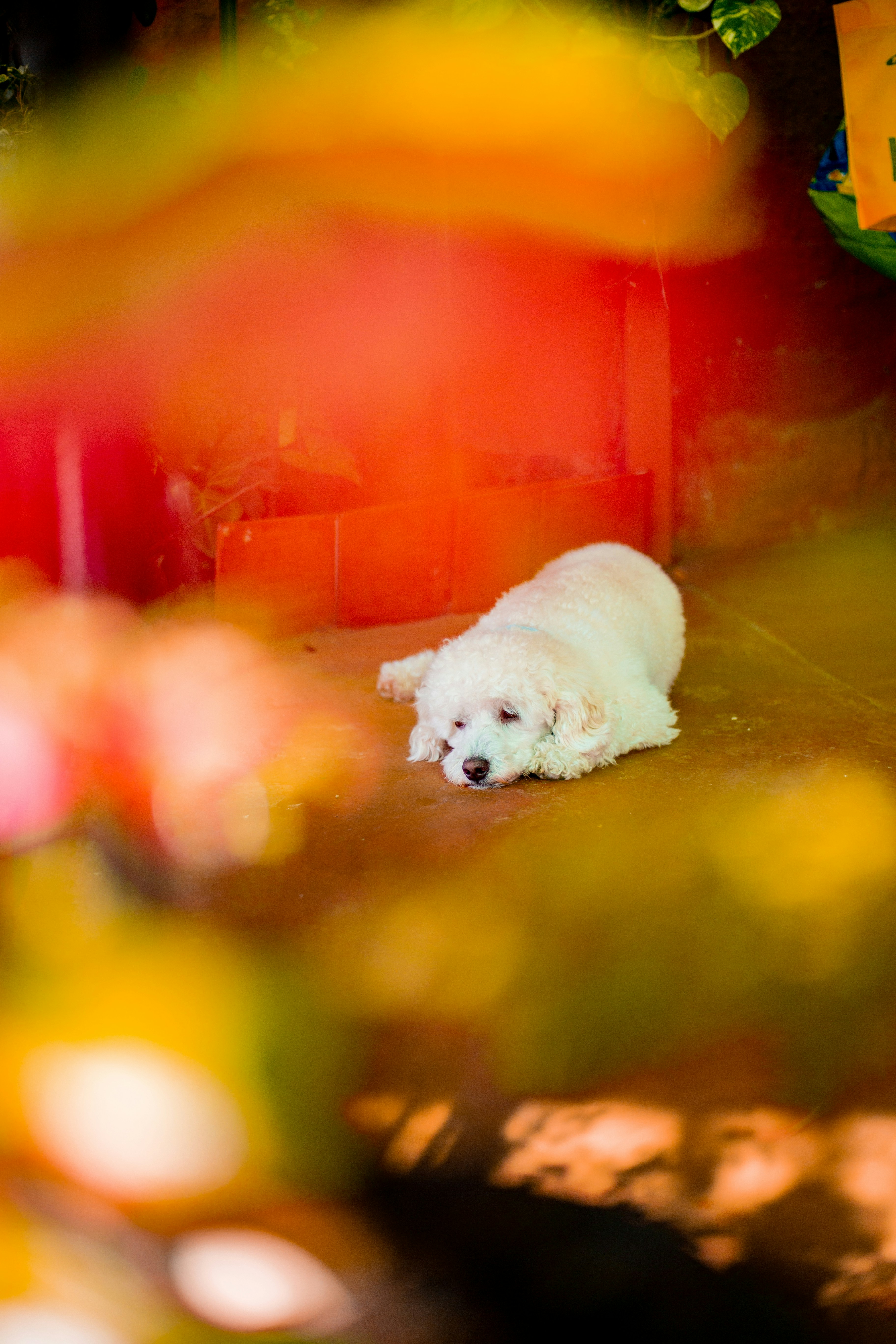 Patio Daydream: A White Dog Resting Amid Neon Bokeh