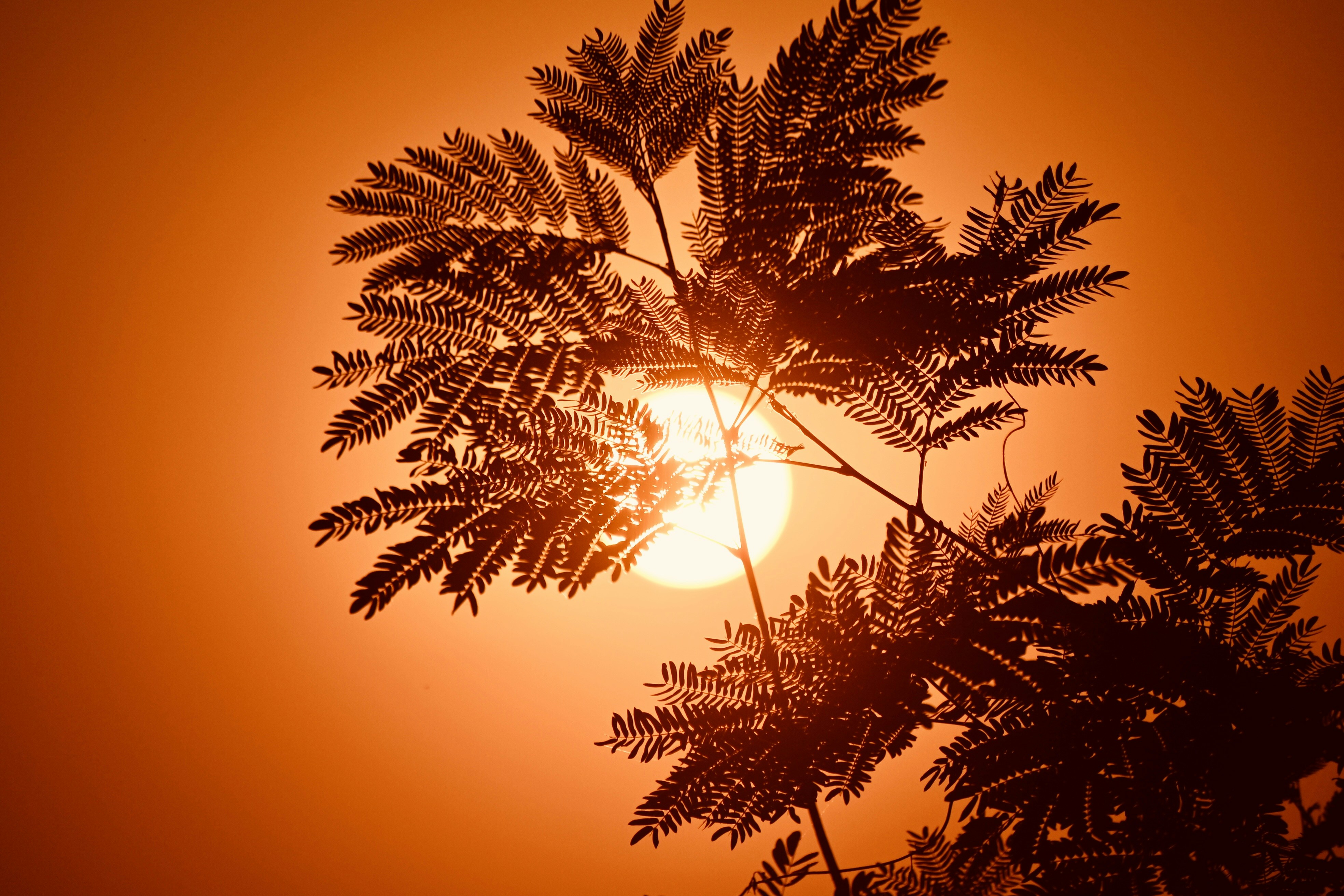Ember Canopy: Backlit Fern Silhouette in a Fiery Sky