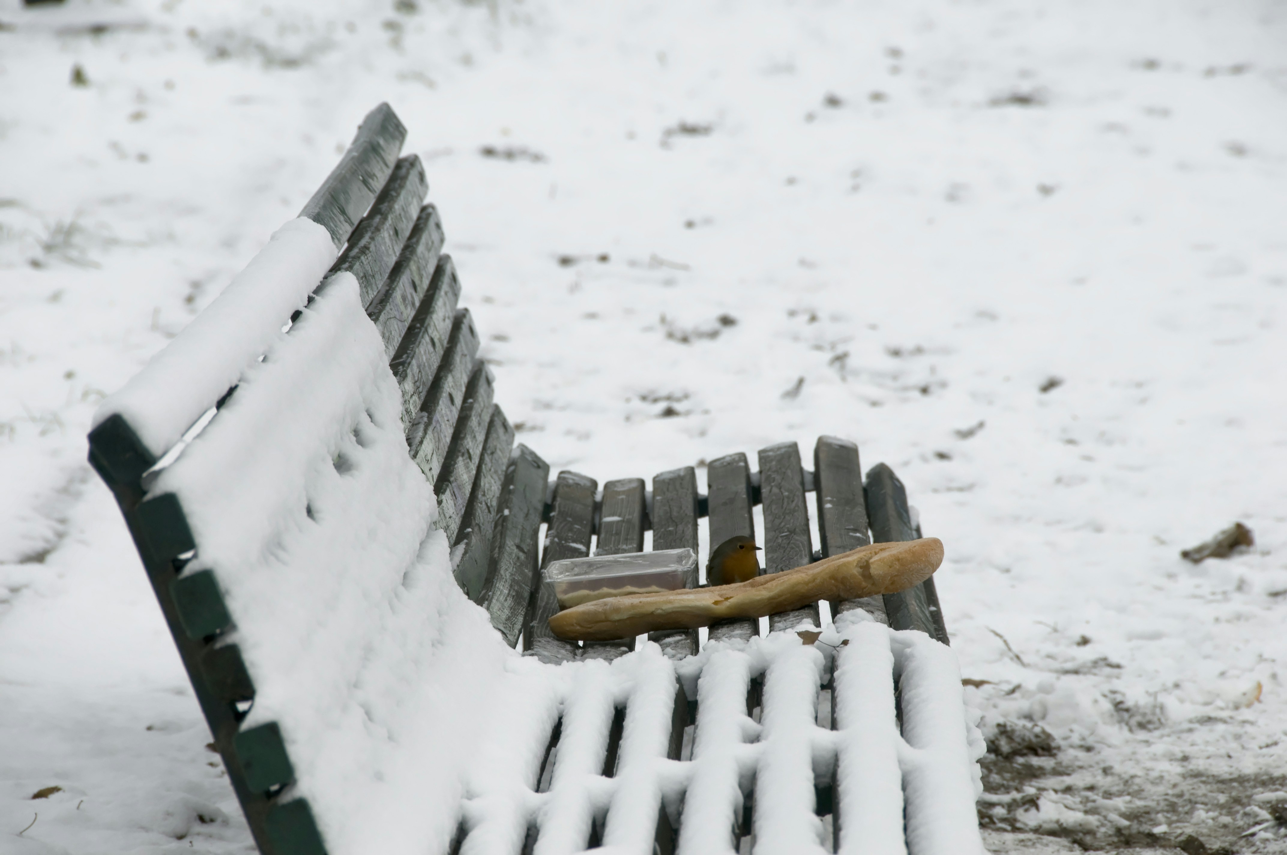 Snowbound Bench with a Lone Branch Across Weathered Slats