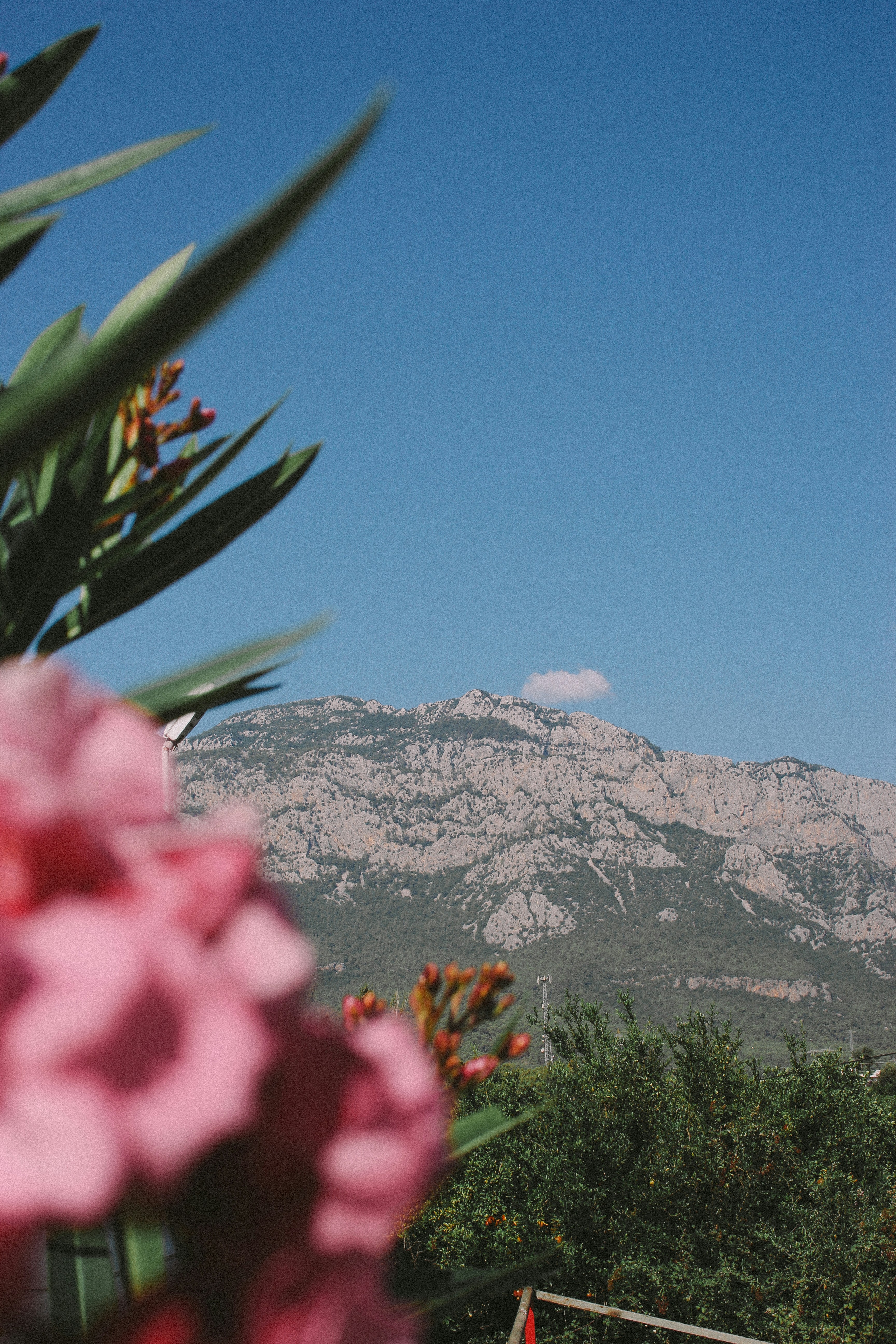 Pink Bloom Framing a Rugged Ridge Under a Clear Sky