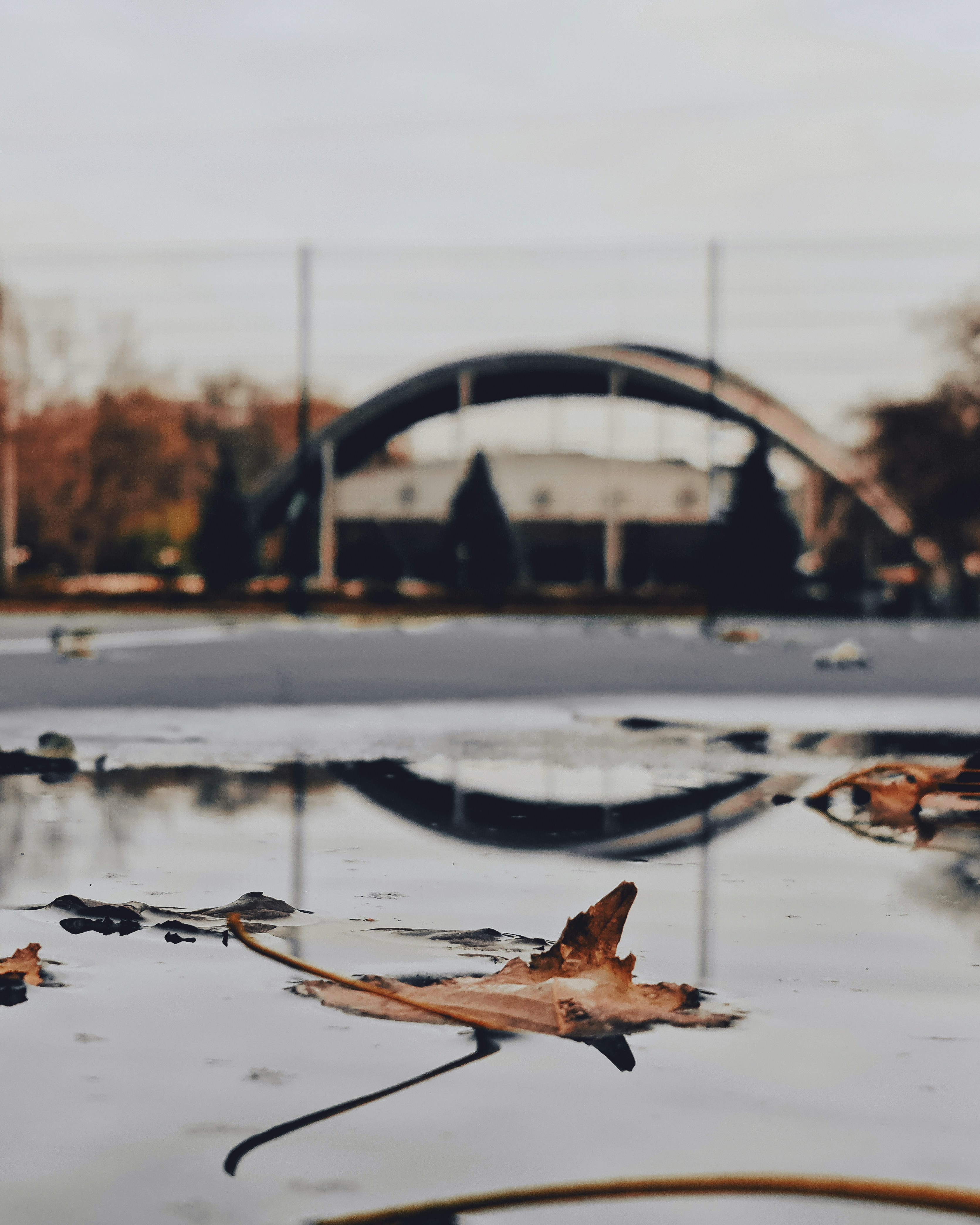 Reflective Calm: Fallen Leaf On a Puddle With Echoes of a Park Arch