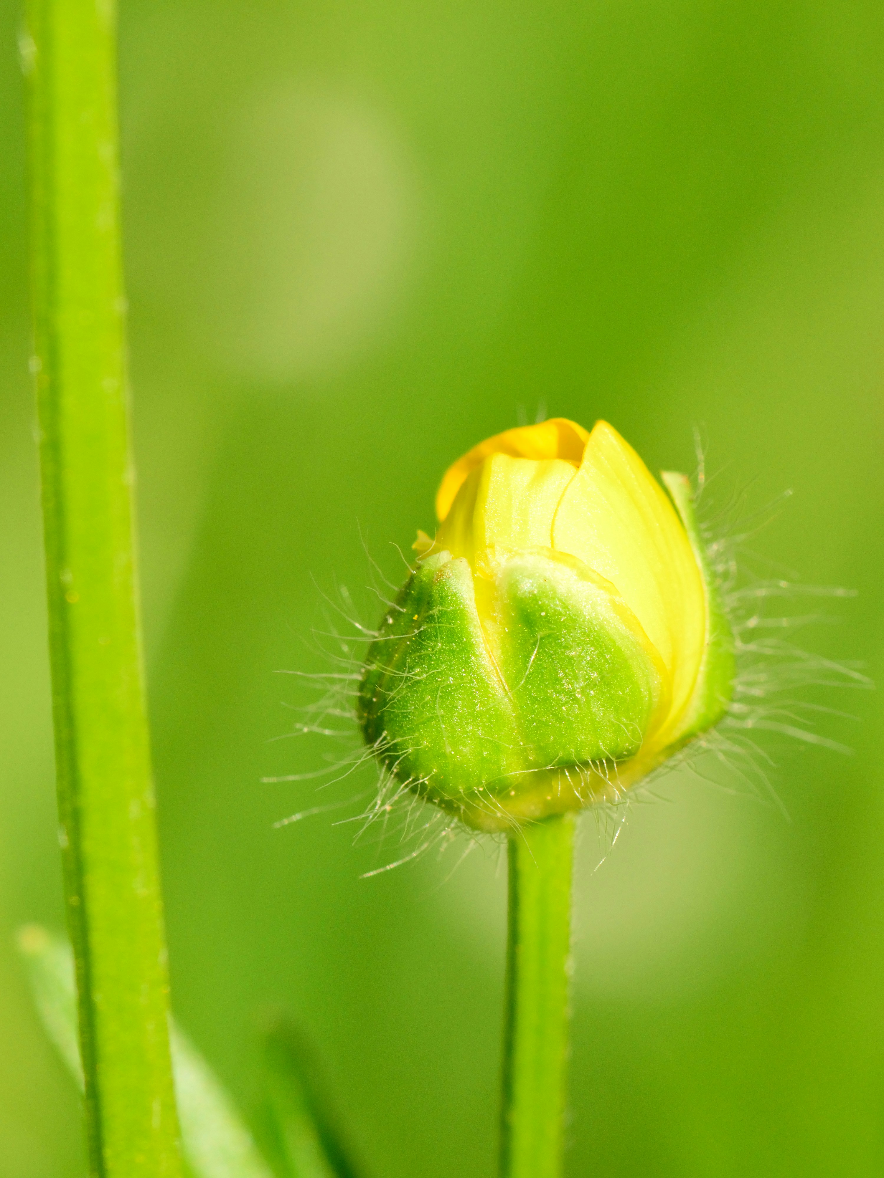 Foto Capullo de flor amarillo en fotografía de primer plano – Imagen ...