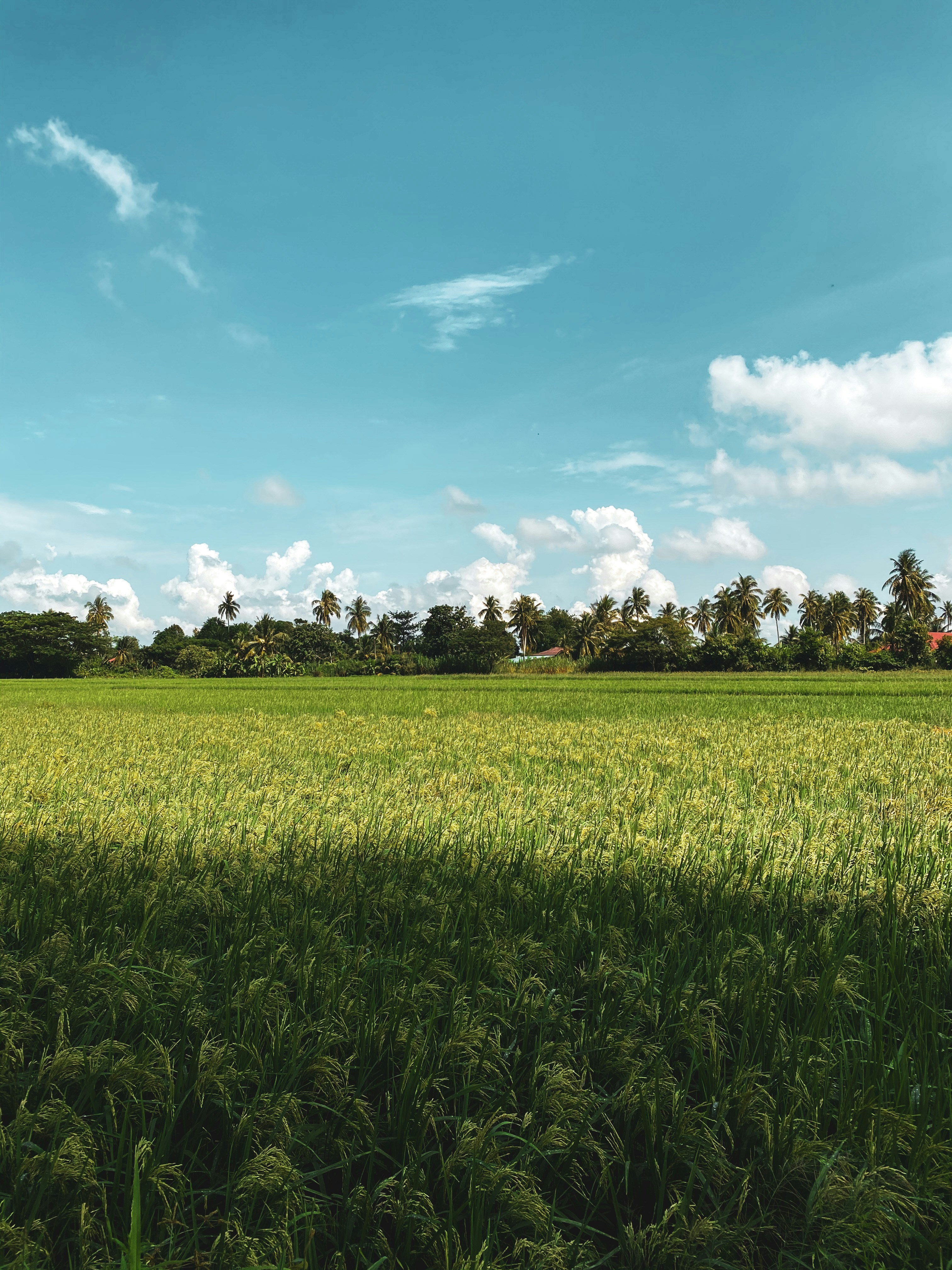 Vibrant green rice fields stretch under a bright blue sky adorned with fluffy white clouds. The scene captures the essence of rural tranquility.