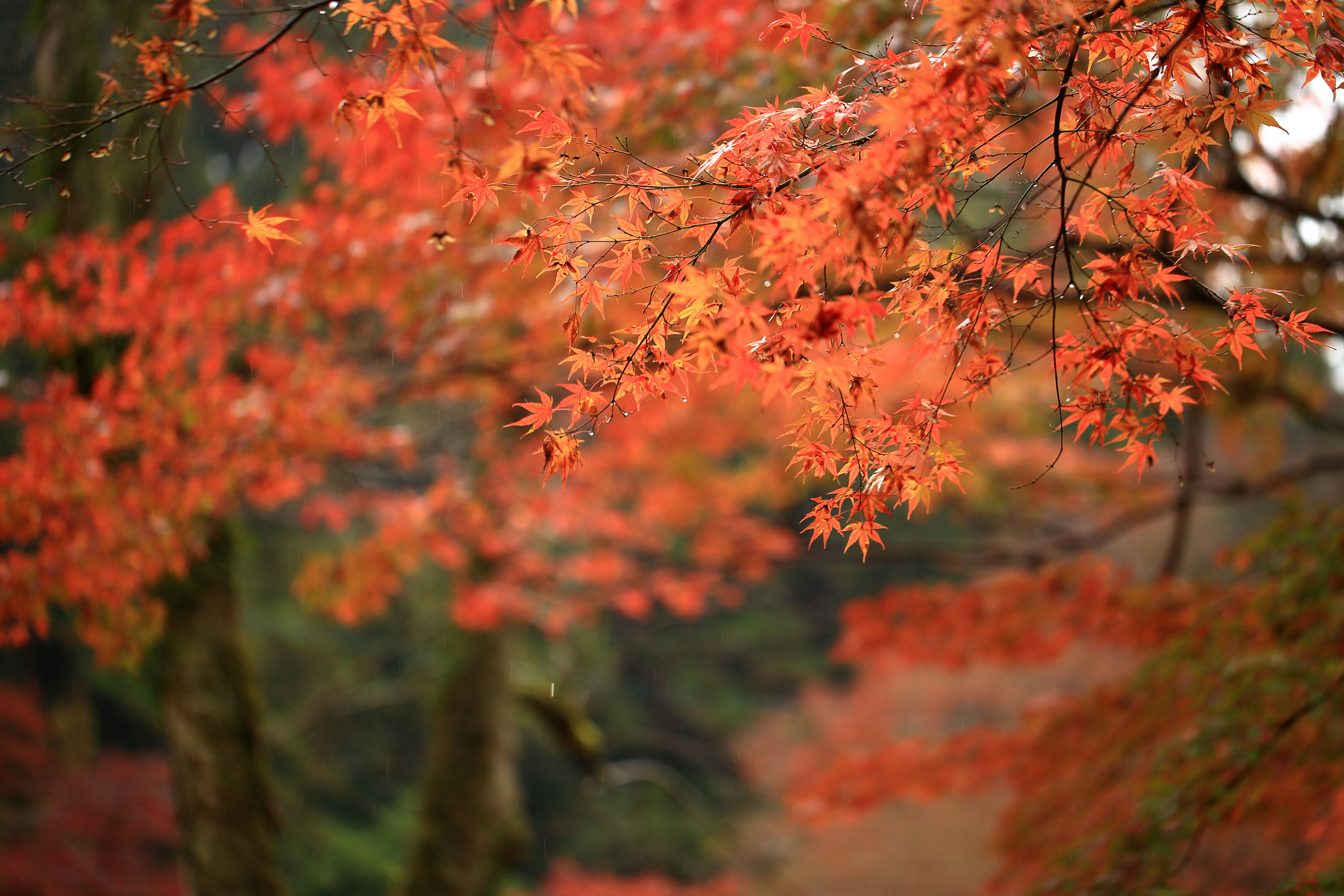 Vibrant red maple leaves in a lush forest setting during daylight.