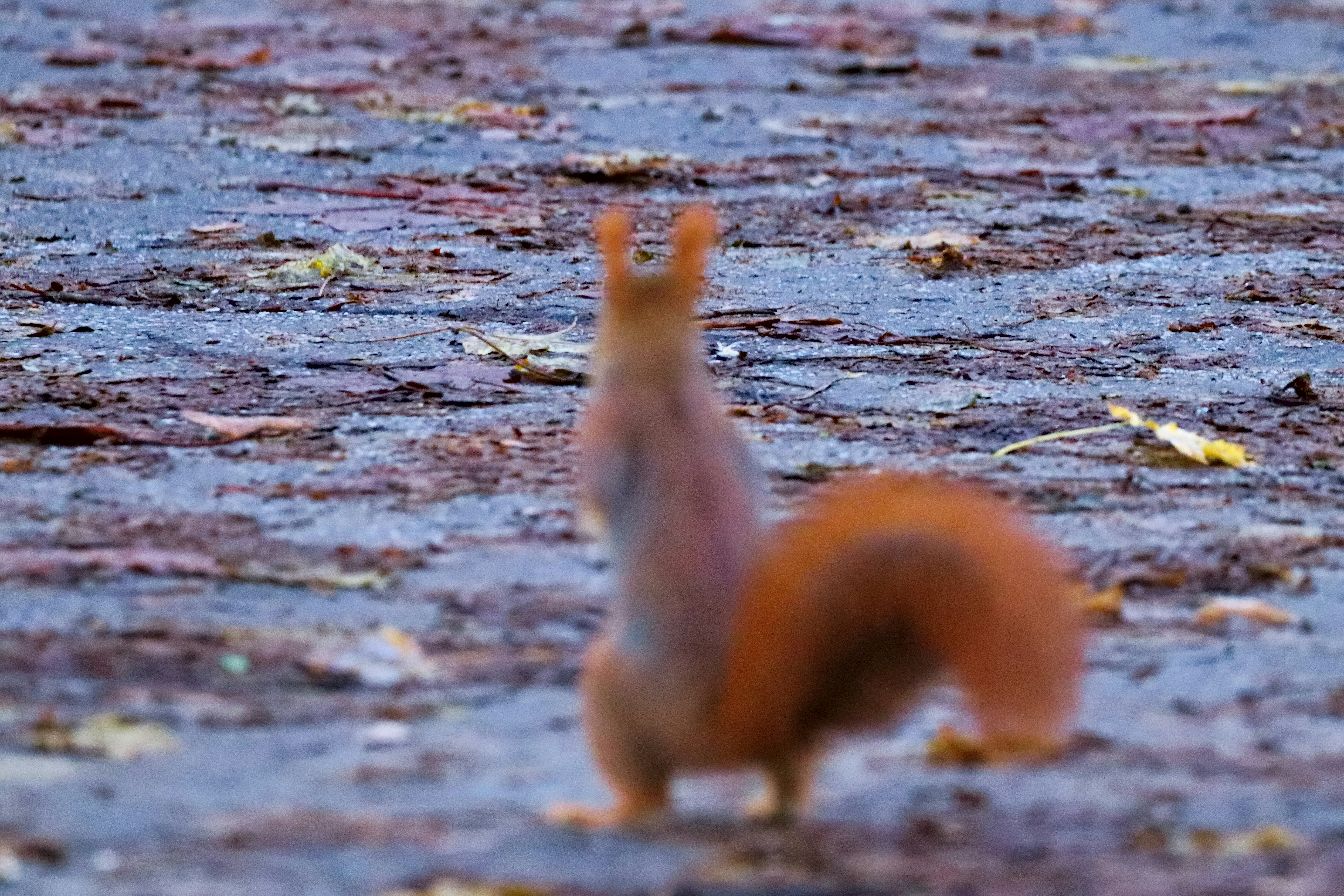 Blurry Squirrel on Autumn Leaf Carpet