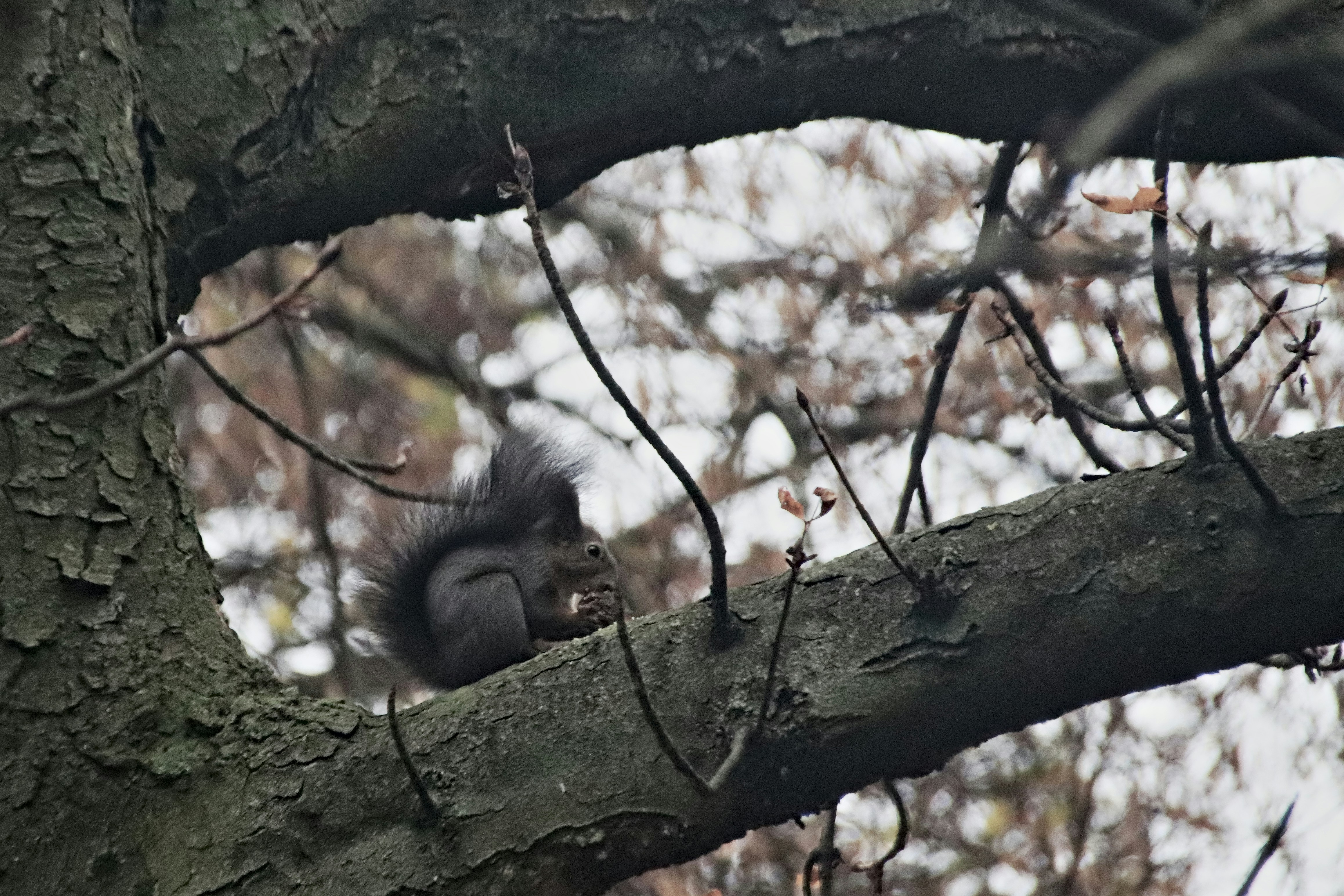 A squirrel perched on a tree branch, nibbling on a nut while surrounded by bare branches and muted foliage.
