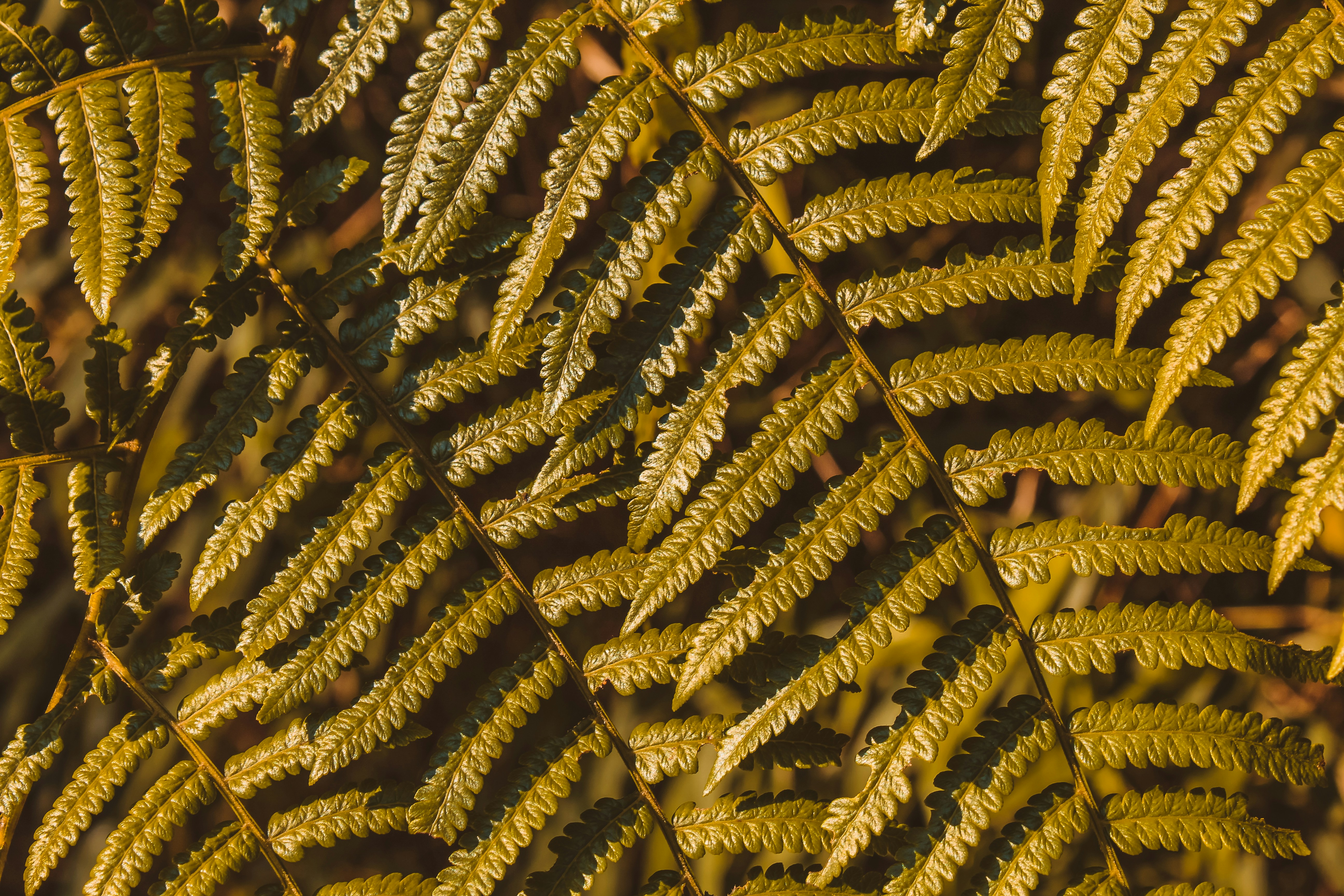 Golden Fern Fronds: A Textural Macro Moment