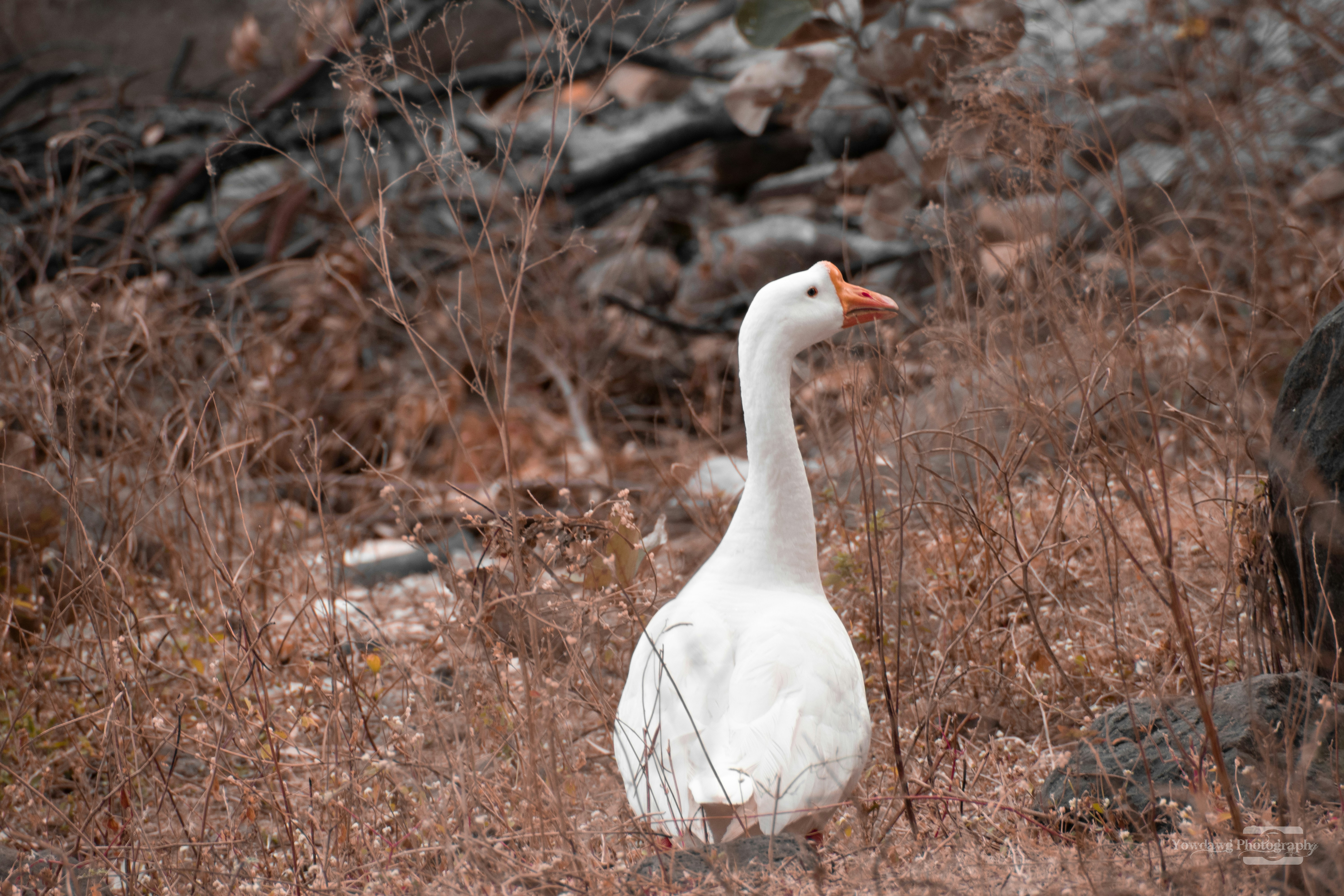 Lone White Goose in a Russet Field
