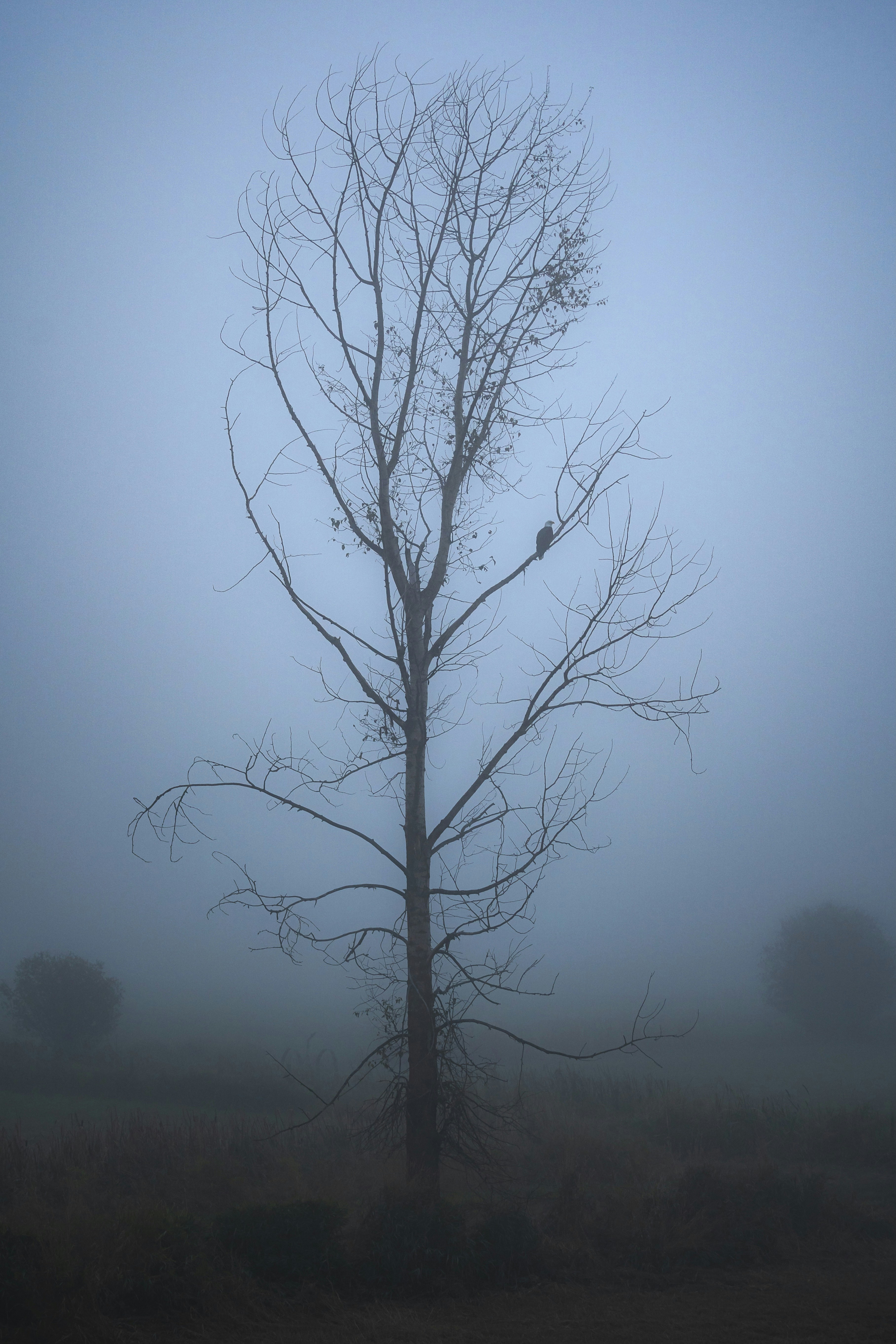 A solitary tree stands in a fog-laden landscape, with a bird perched quietly on its branches, evoking a sense of tranquility and solitude.