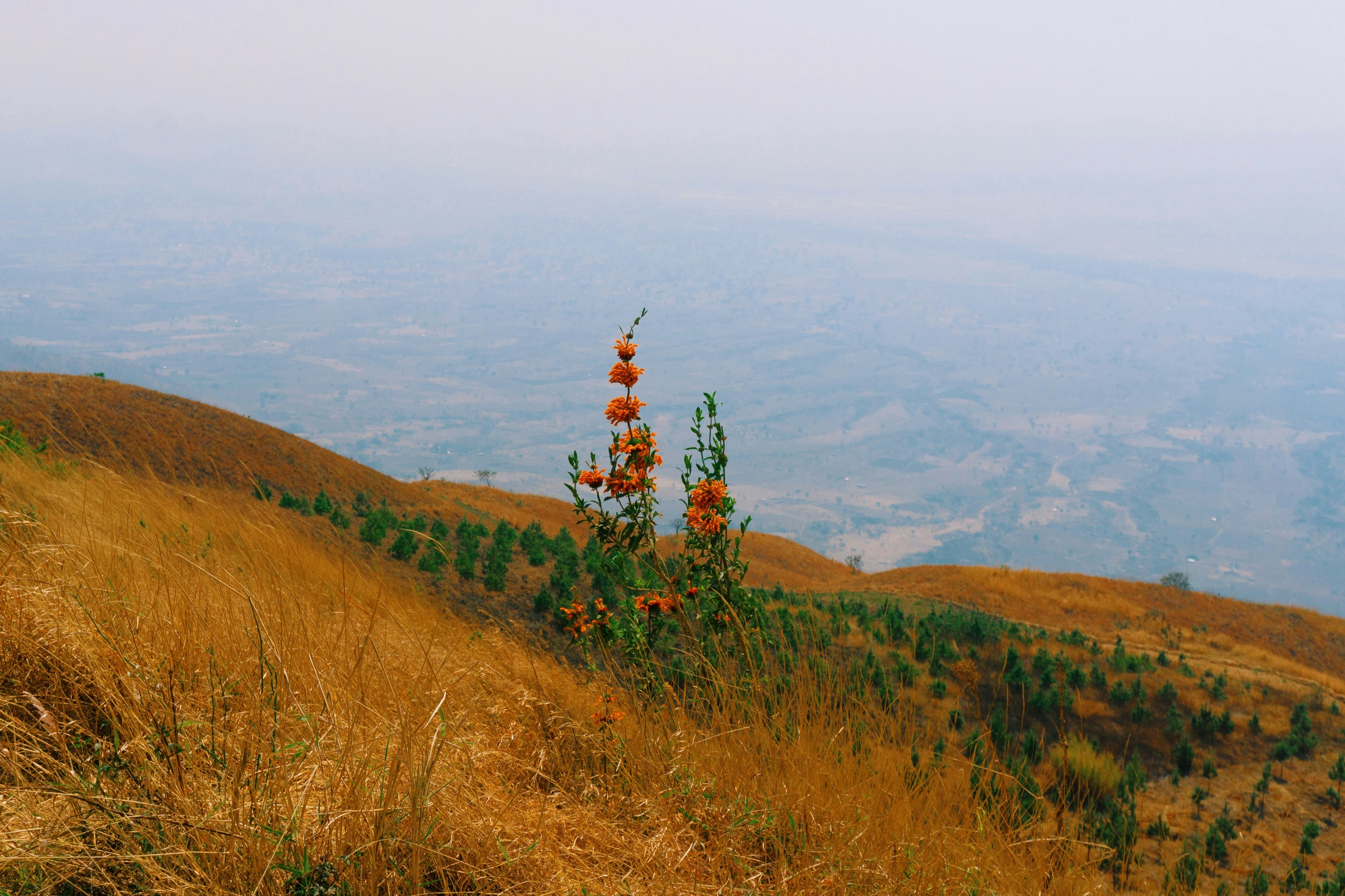 Vibrant orange flowers stand out against a backdrop of golden grasses and distant hills, showcasing nature's resilience in a rugged landscape.