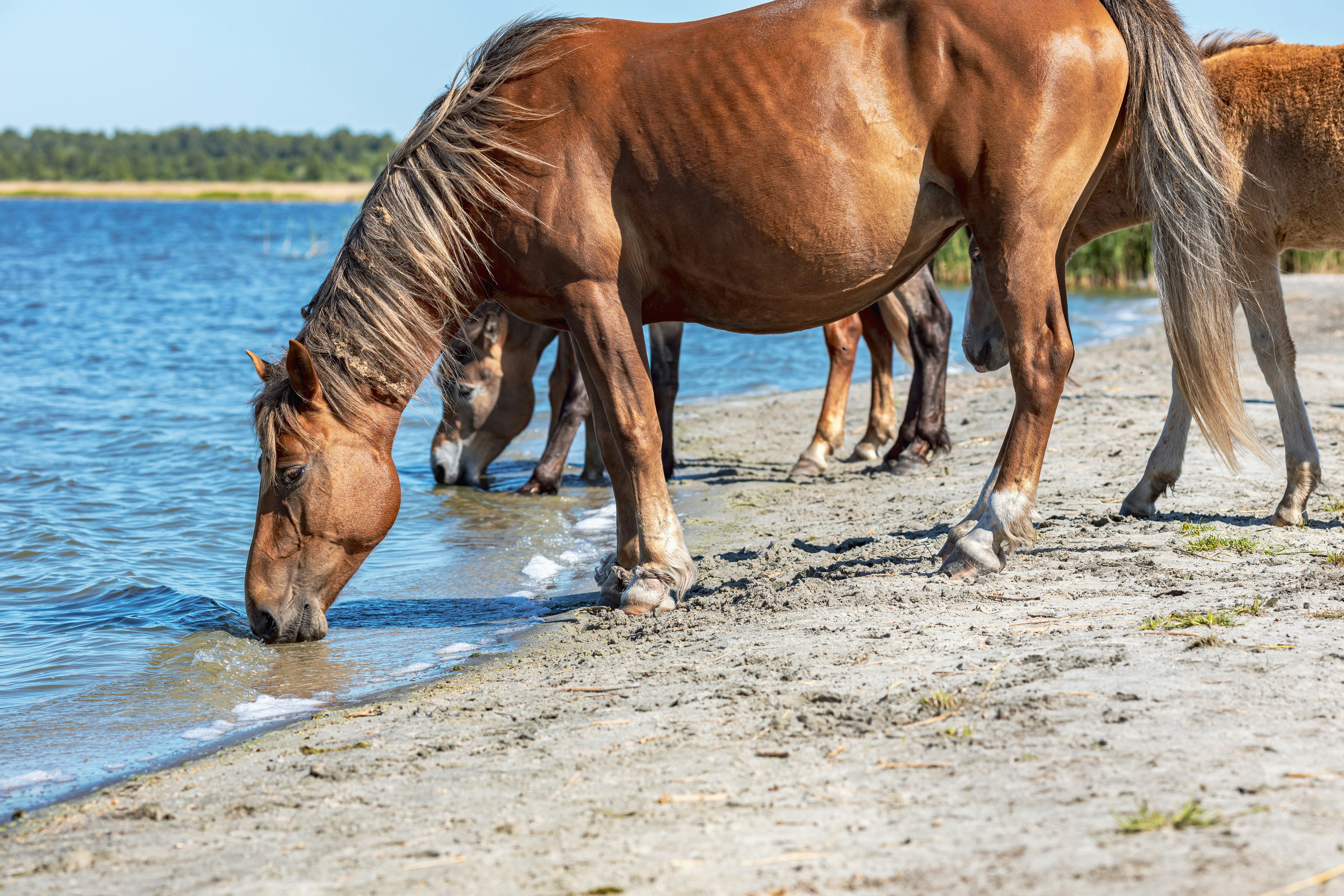 A group of horses quenches their thirst at the water's edge, showcasing their natural beauty and connection to the environment.