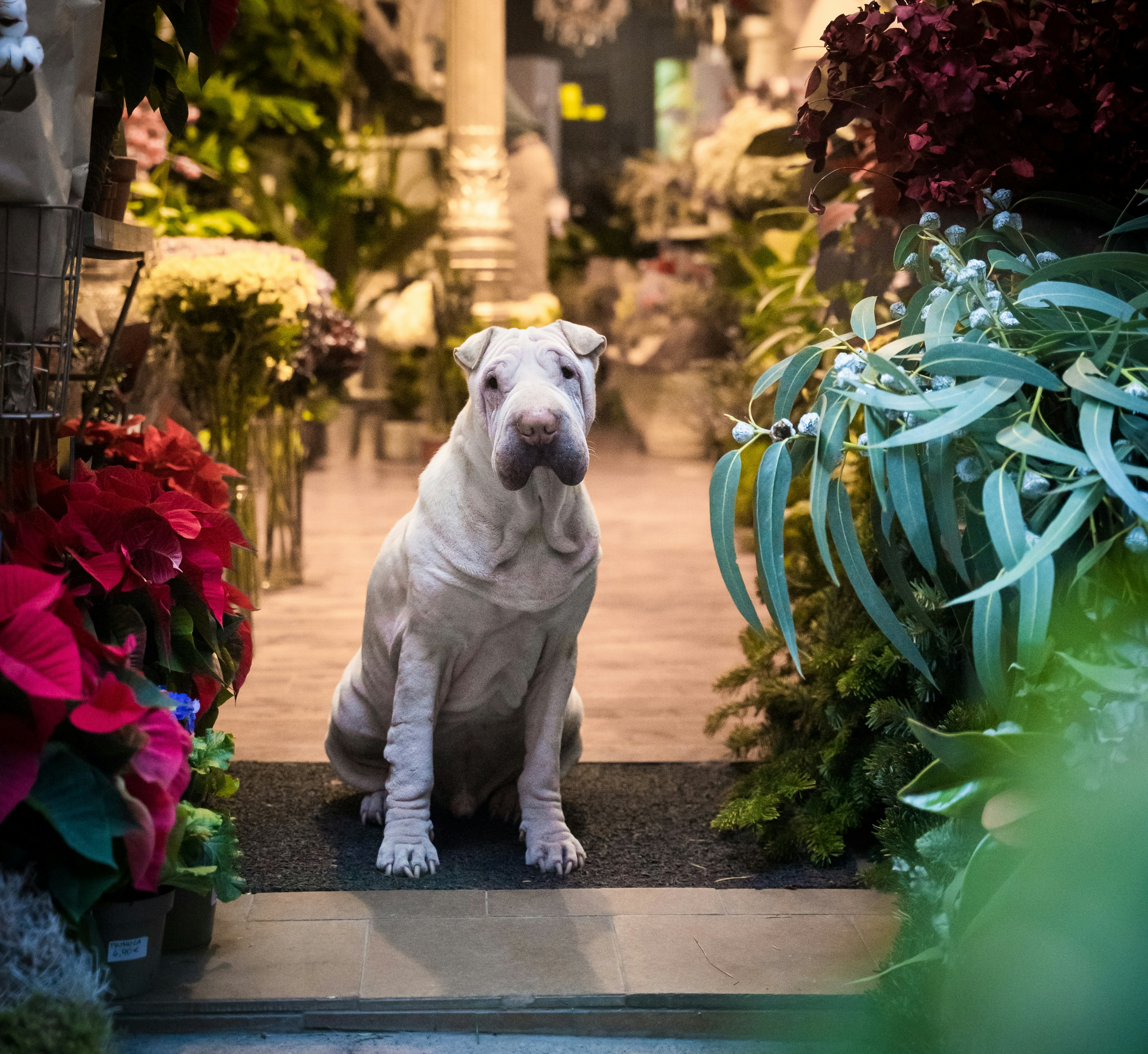 Portrait of a calm bulldog at the threshold of a lush storefront garden