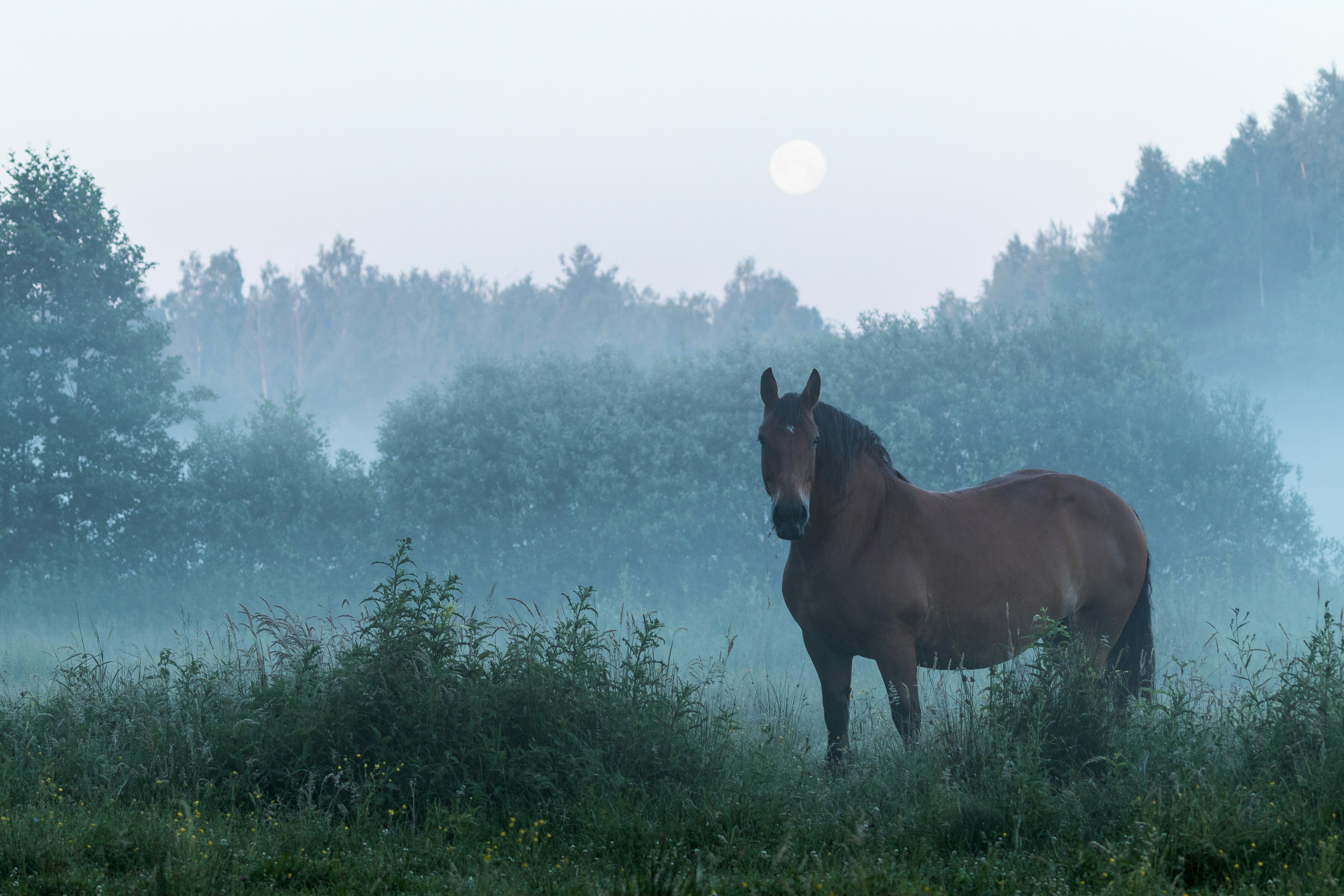 10 Fascinating Facts About Horse Vision - Animals Around The Globe