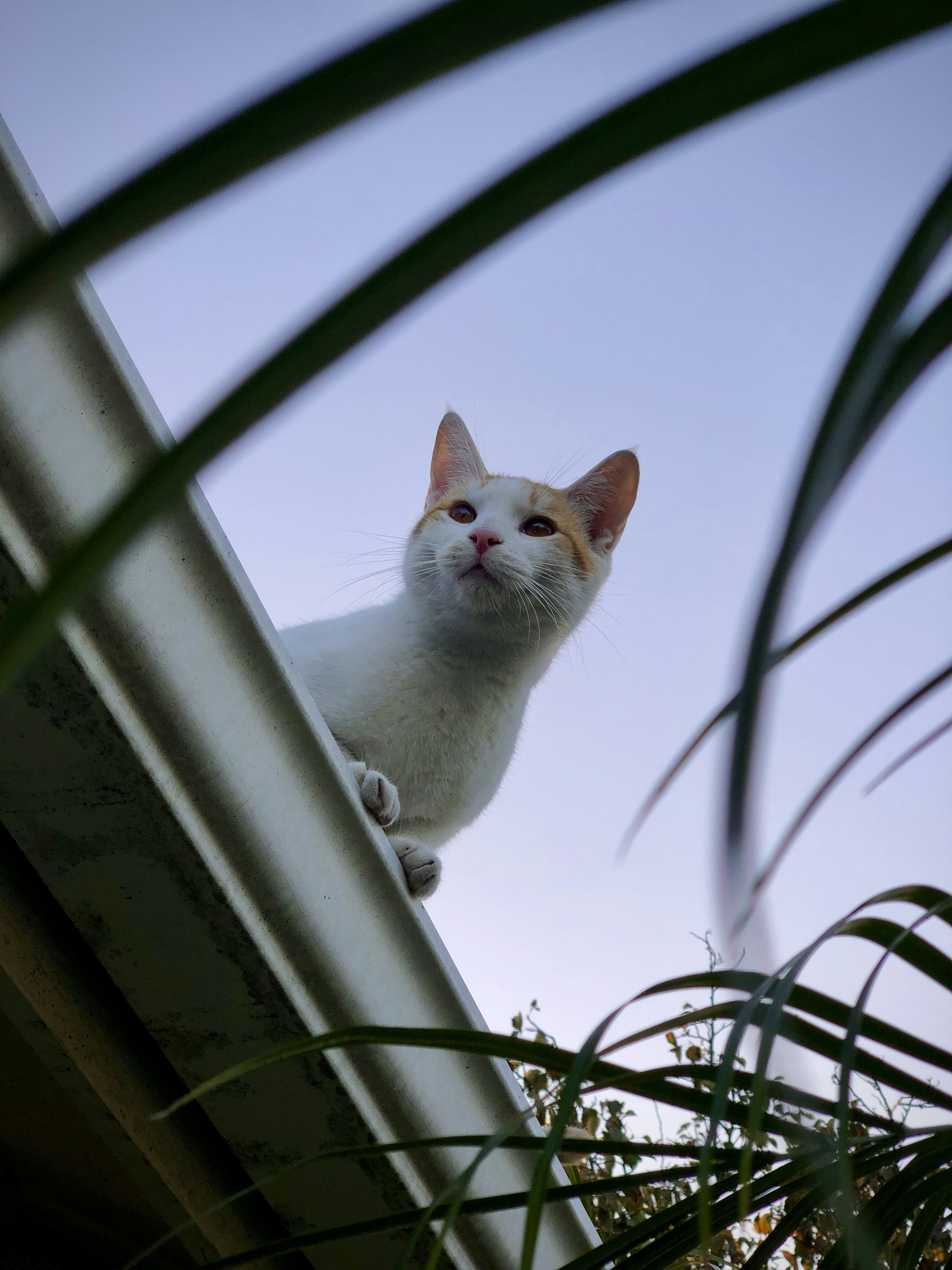 White cat peering over the edge of a roof, surrounded by green foliage against a clear sky.