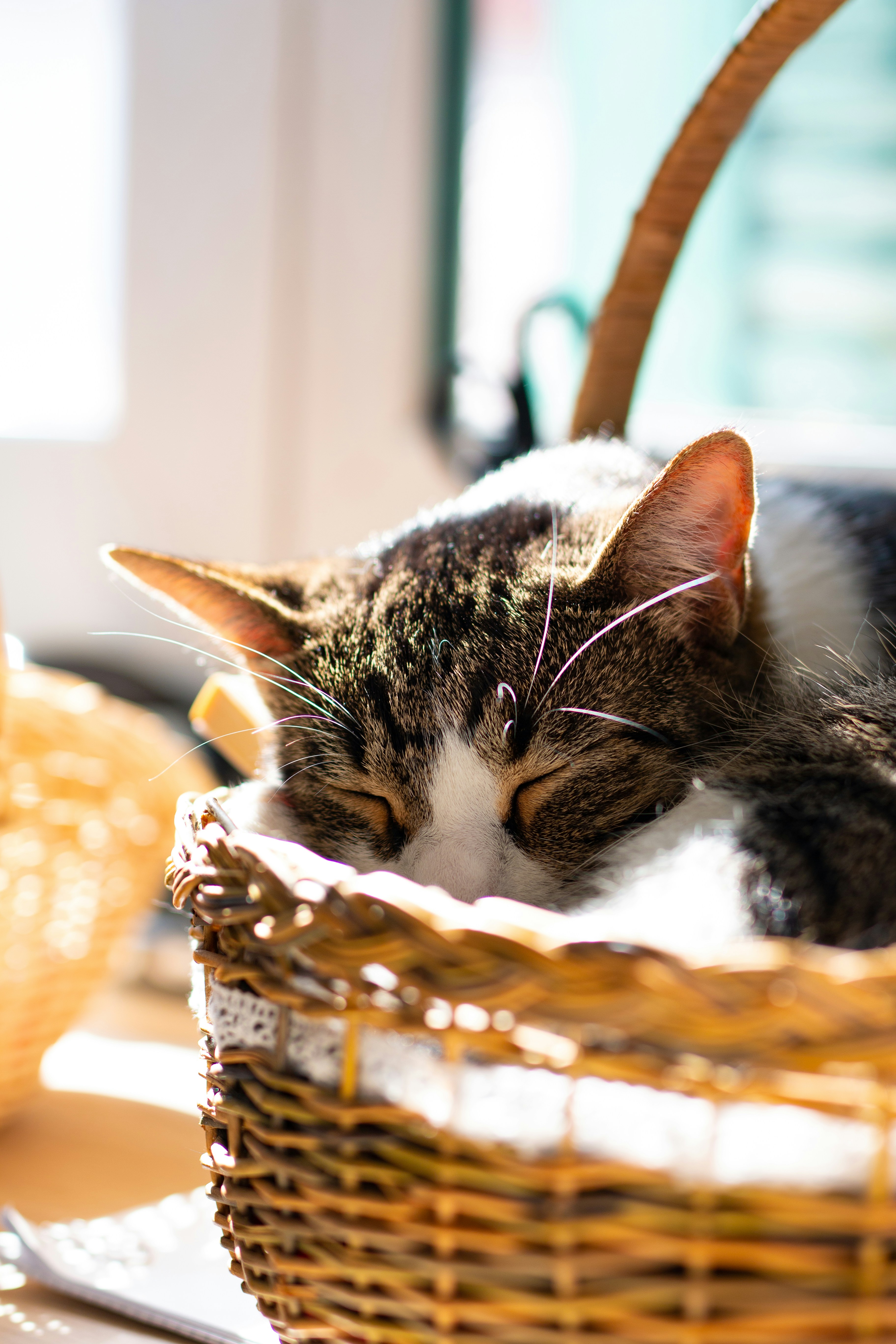 Tabby cat peacefully sleeping in a woven basket, illuminated by soft sunlight pouring through a nearby window.