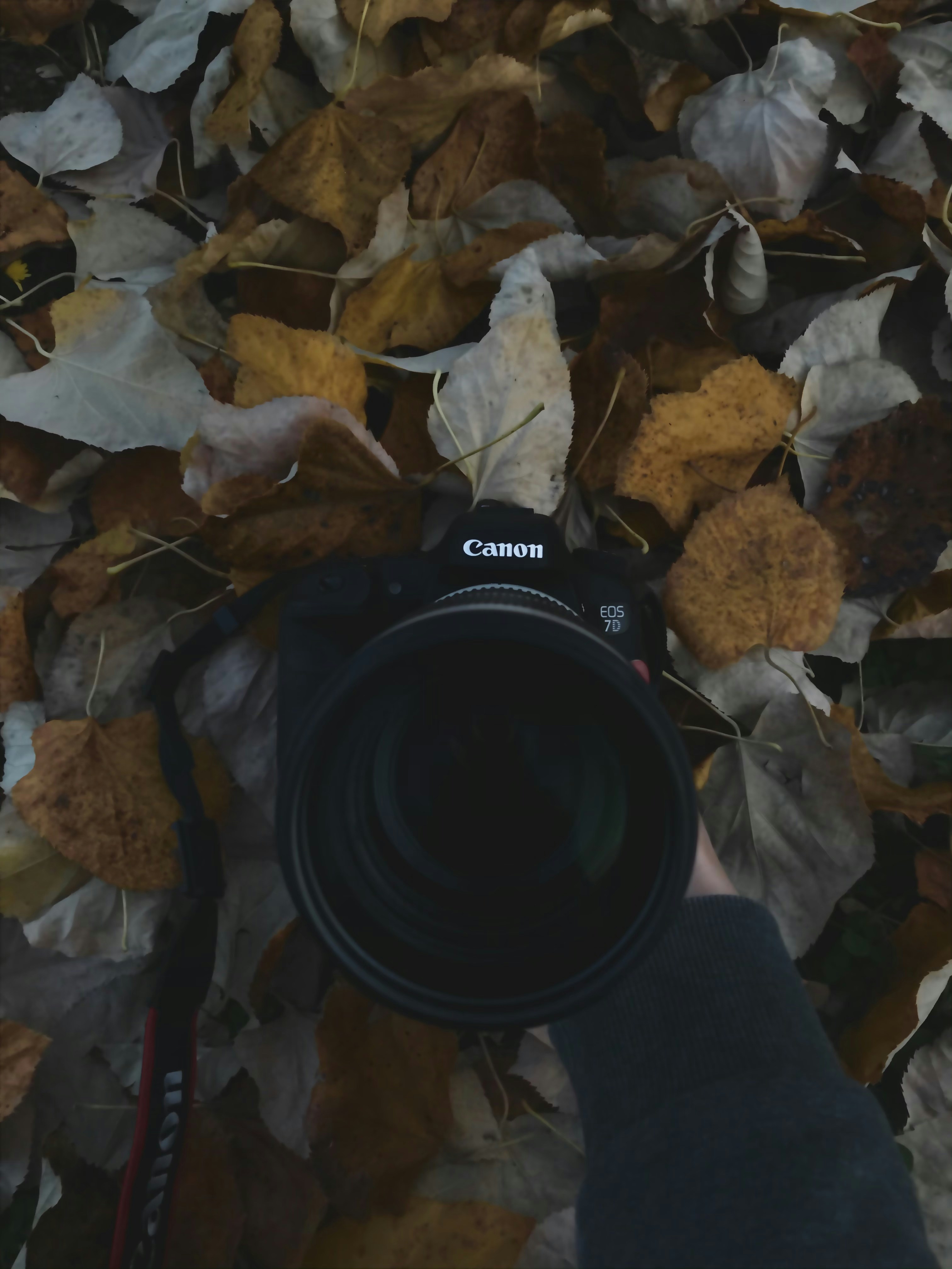Autumn Grounded: A Canon DSLR Nestled in Fallen Leaves