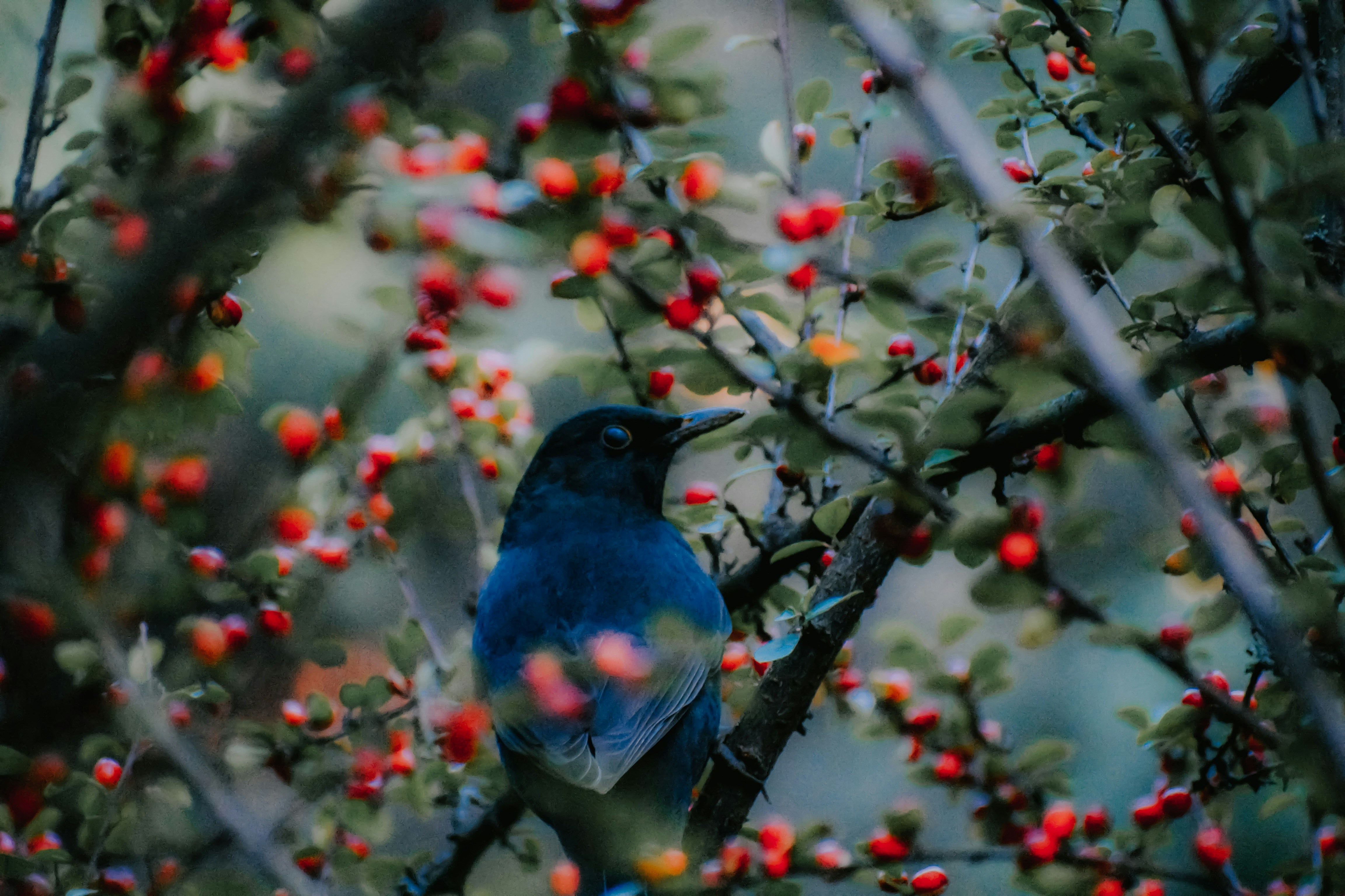 Azure Bluebird Amid Vermilion Berries