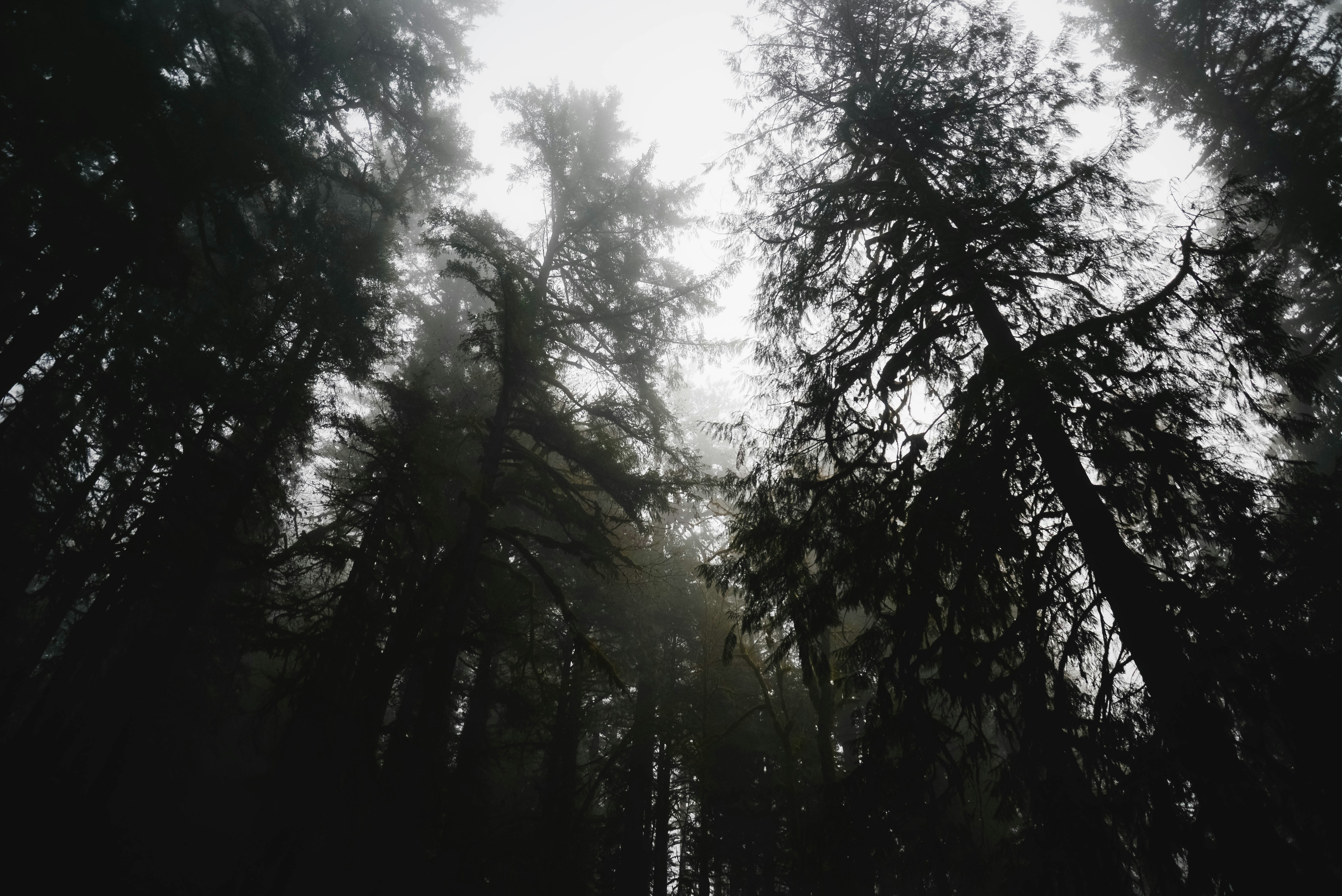 Silhouetted trees stretch towards a fog-laden sky, creating an ethereal atmosphere in a dense forest.