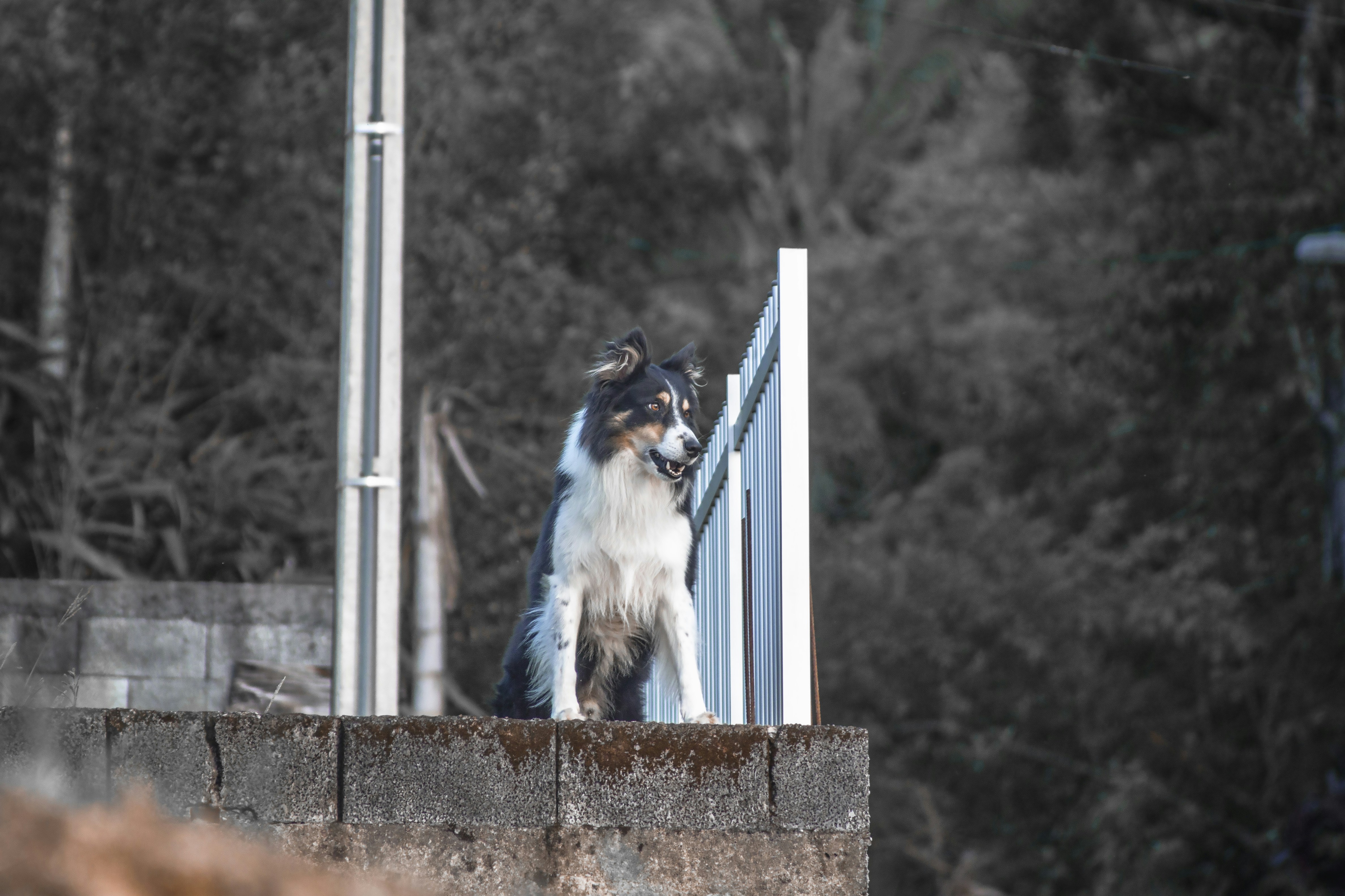 Watchful Border Collie on a Weathered Wall Beside a Pale-Blue Fence