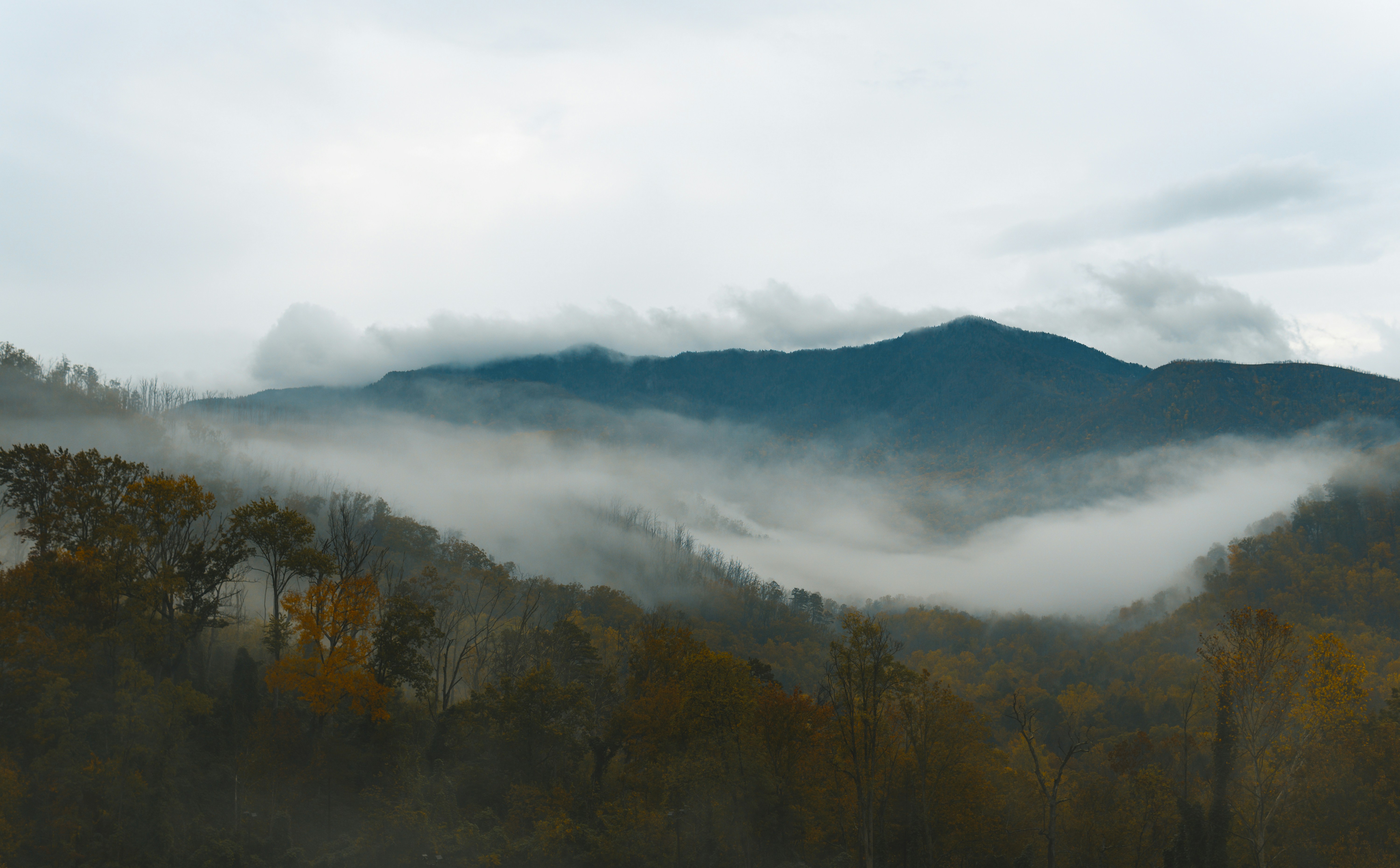 Misty mountains shrouded in fog, with autumn foliage peeking through the trees. A serene landscape evoking tranquility.