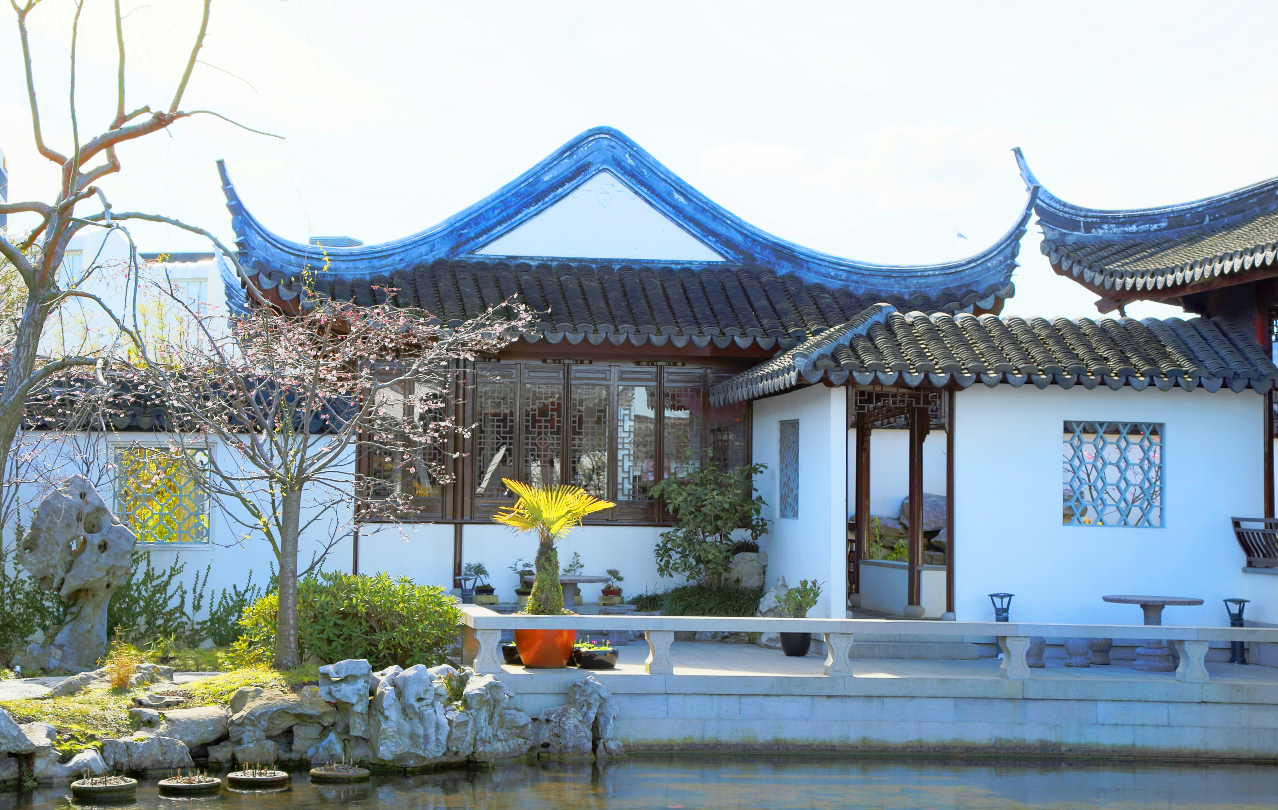 The golden palm leaves catch the late sun and light up this picture of the authentic traditional Dunedin Chinese Garden | brown and white concrete house near green trees during daytime