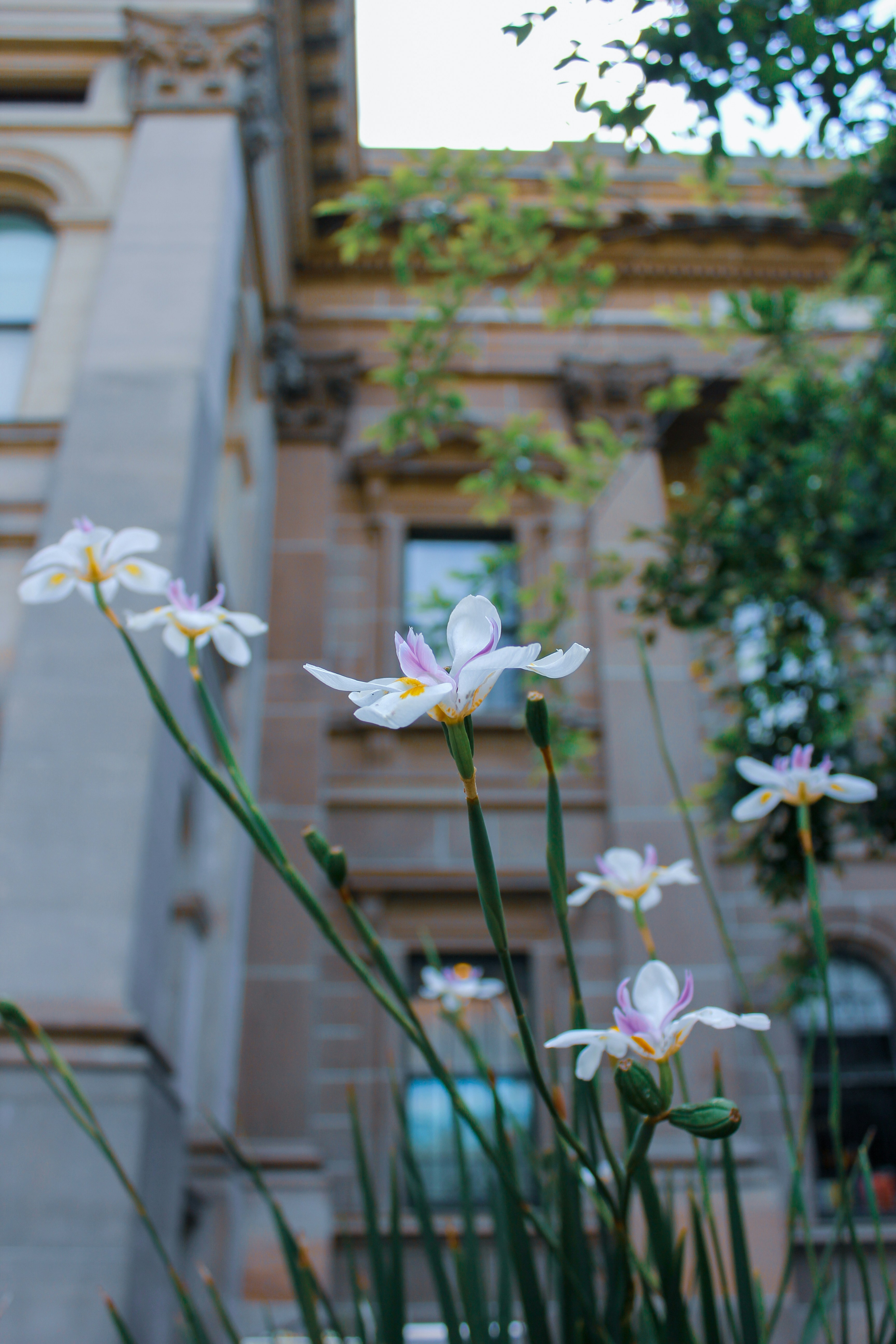 White irises reach toward a sunlit urban backdrop