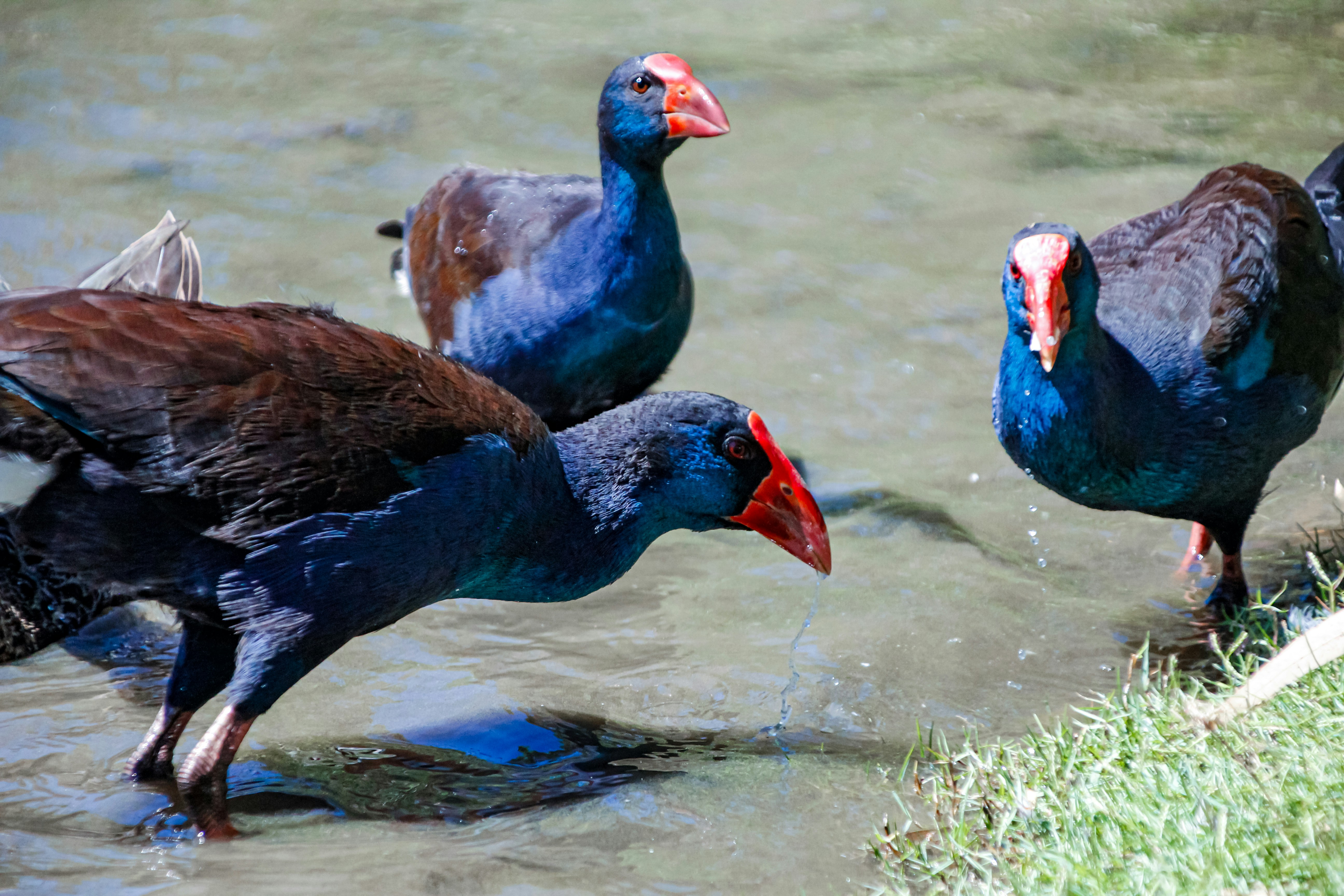 Three vibrant purple swamphen birds wading in shallow water, showcasing their striking blue plumage and red beaks.