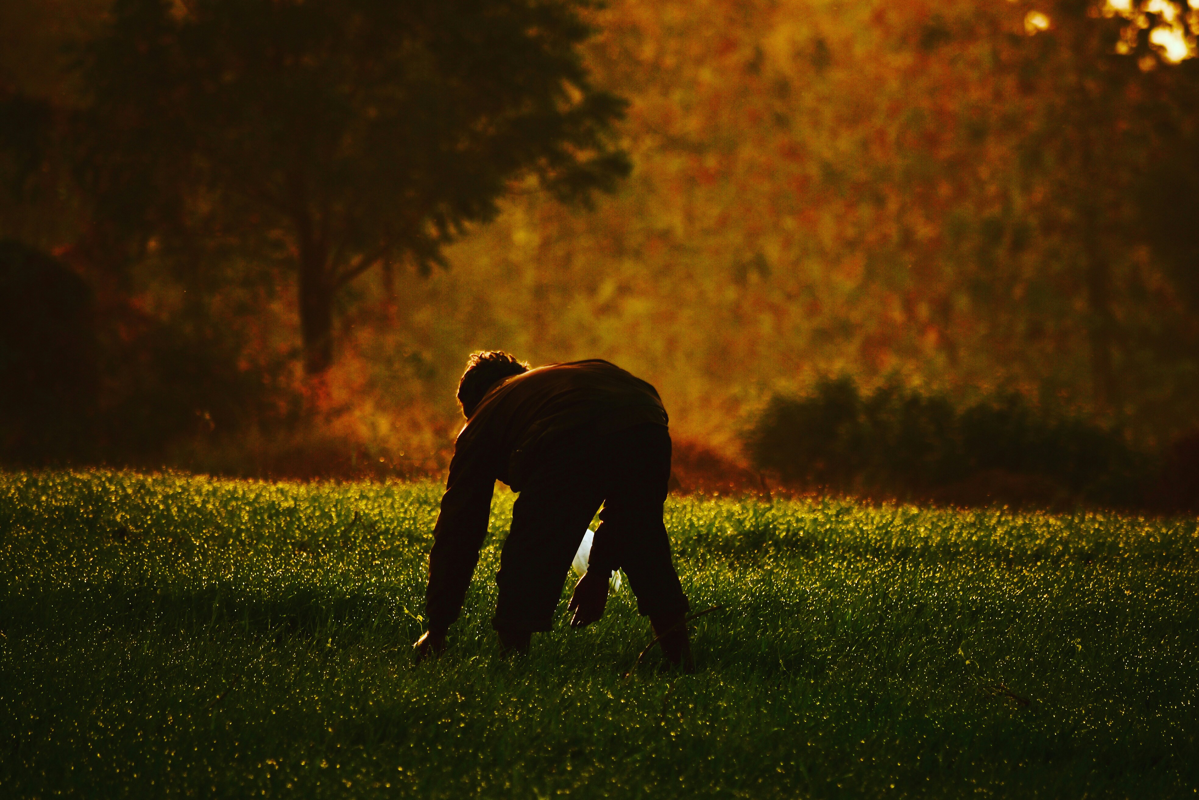 Backlit Gardener in a Golden Field